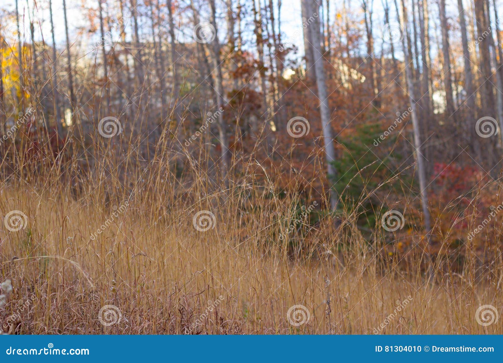 Field of Tall Grass while the Sun Sets Stock Photo - Image of setting ...