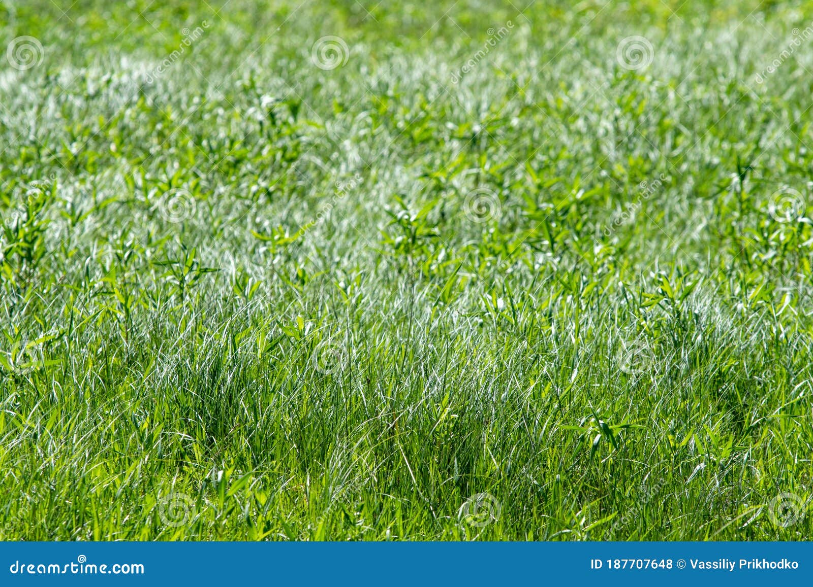 Field of tall green grass, stock photo. Image of spring - 187707648