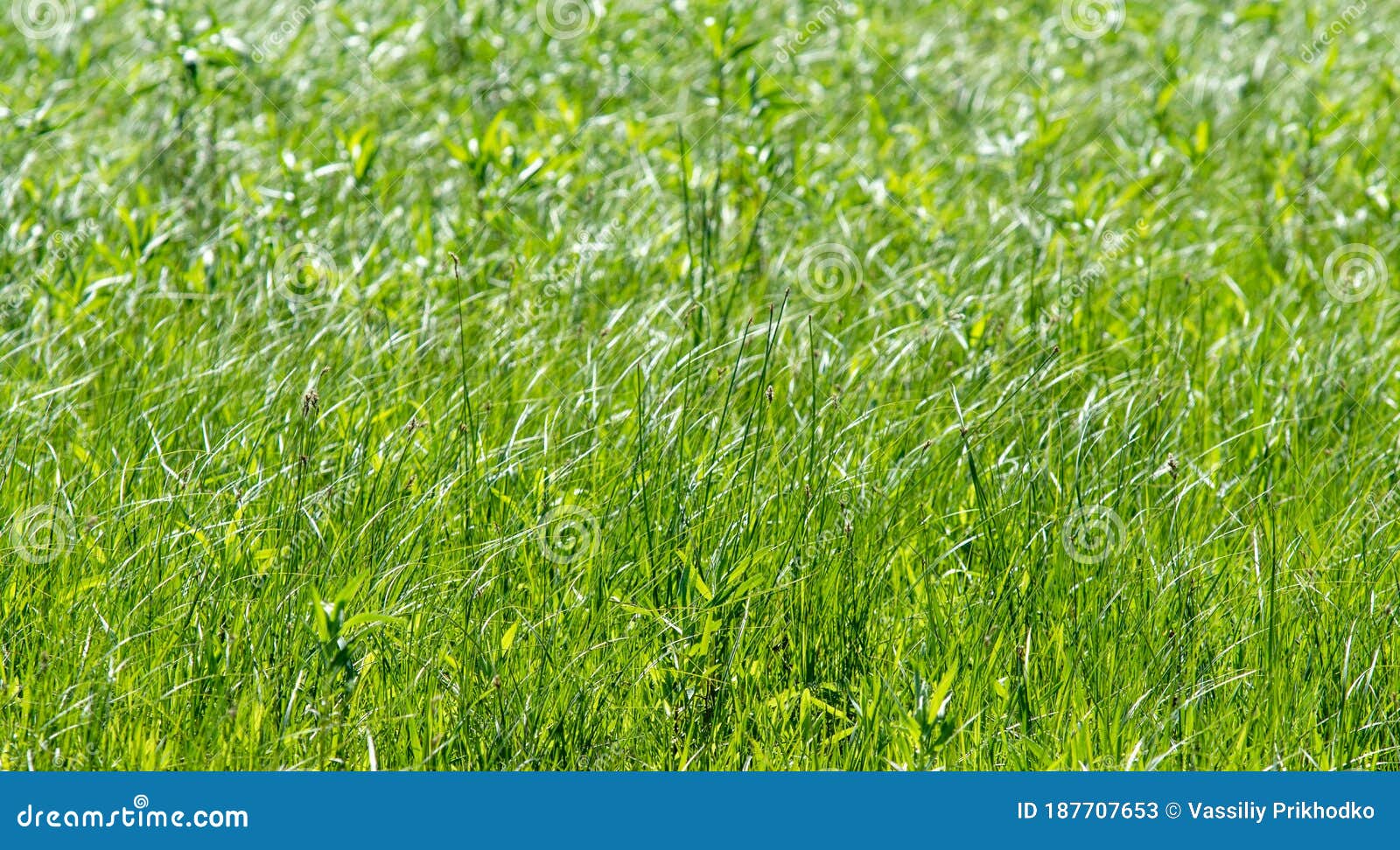 Field of tall green grass, stock image. Image of abstract - 187707653