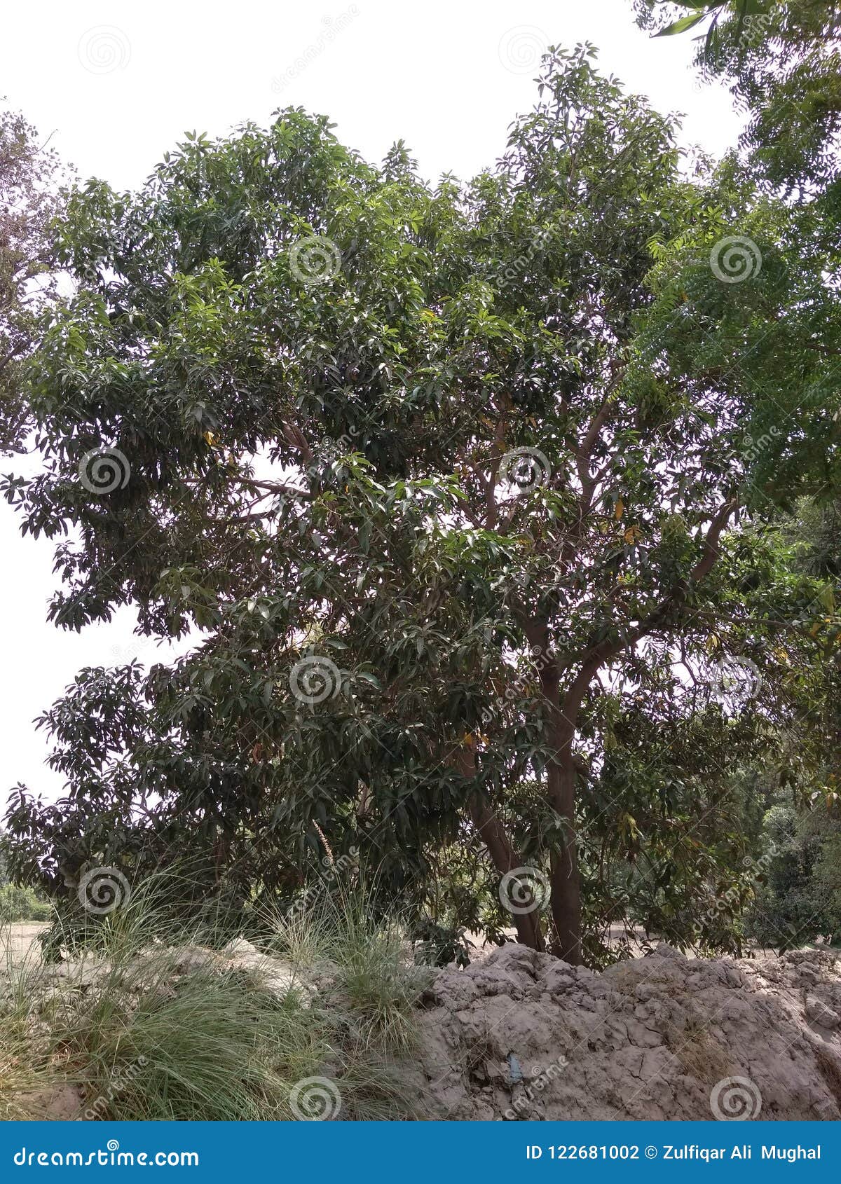 A Tall and Wide Spread Tree Stock Photo - Image of tree, spread: 122681002
