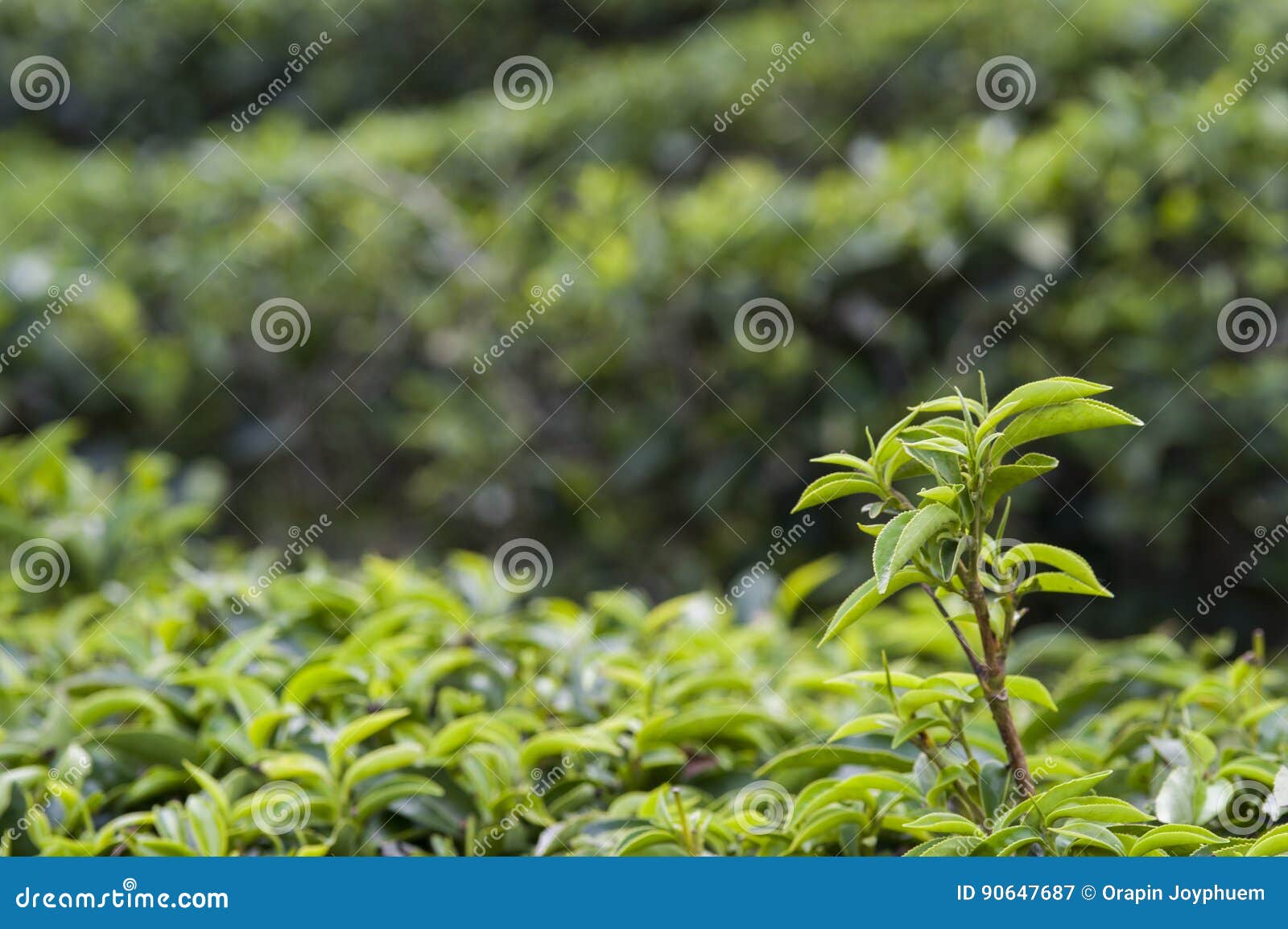 Field of tea plant stock image. Image of baby, farm, kerala - 90647687