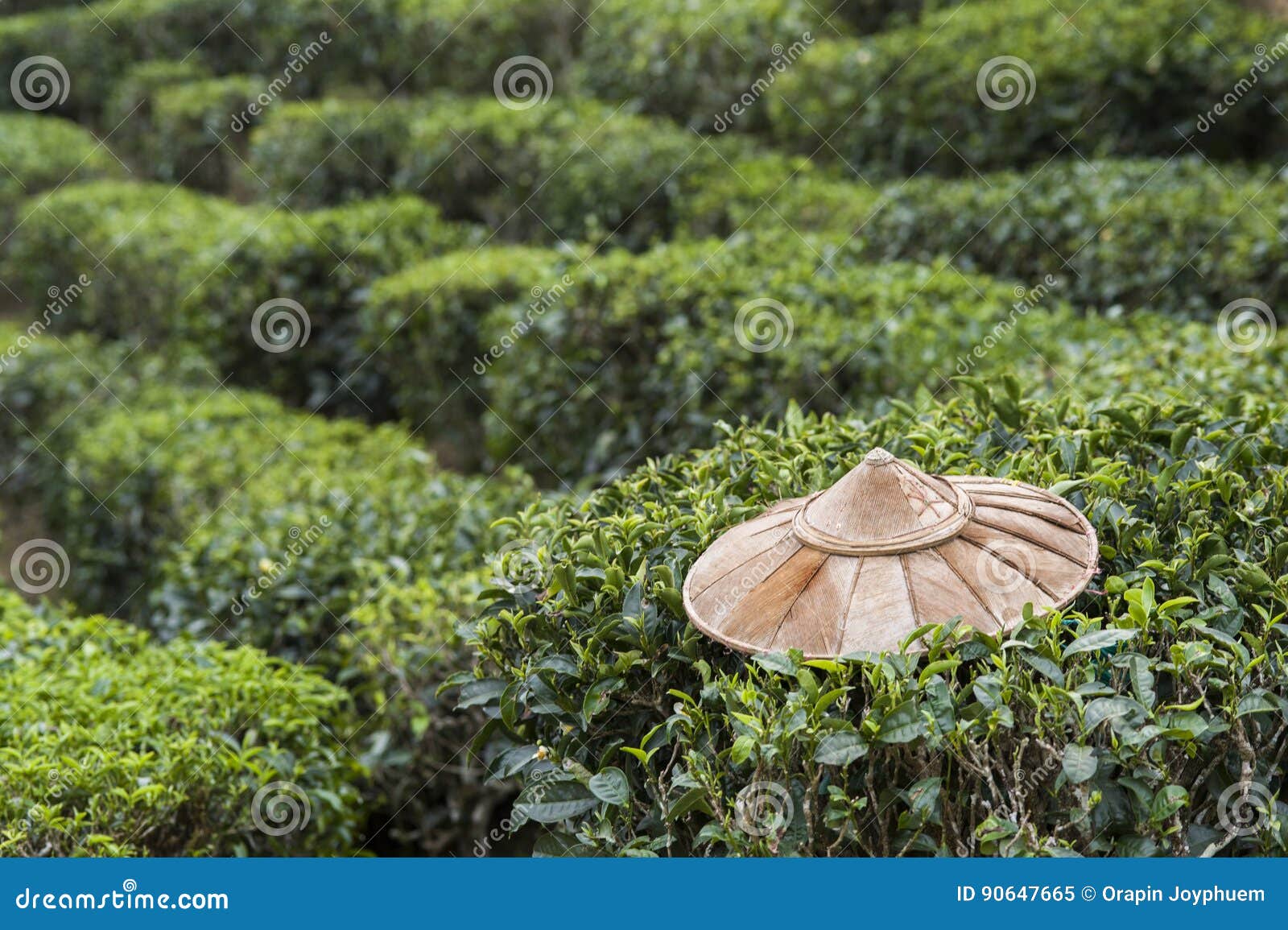 Field of tea plant stock image. Image of highland, pattern - 90647665