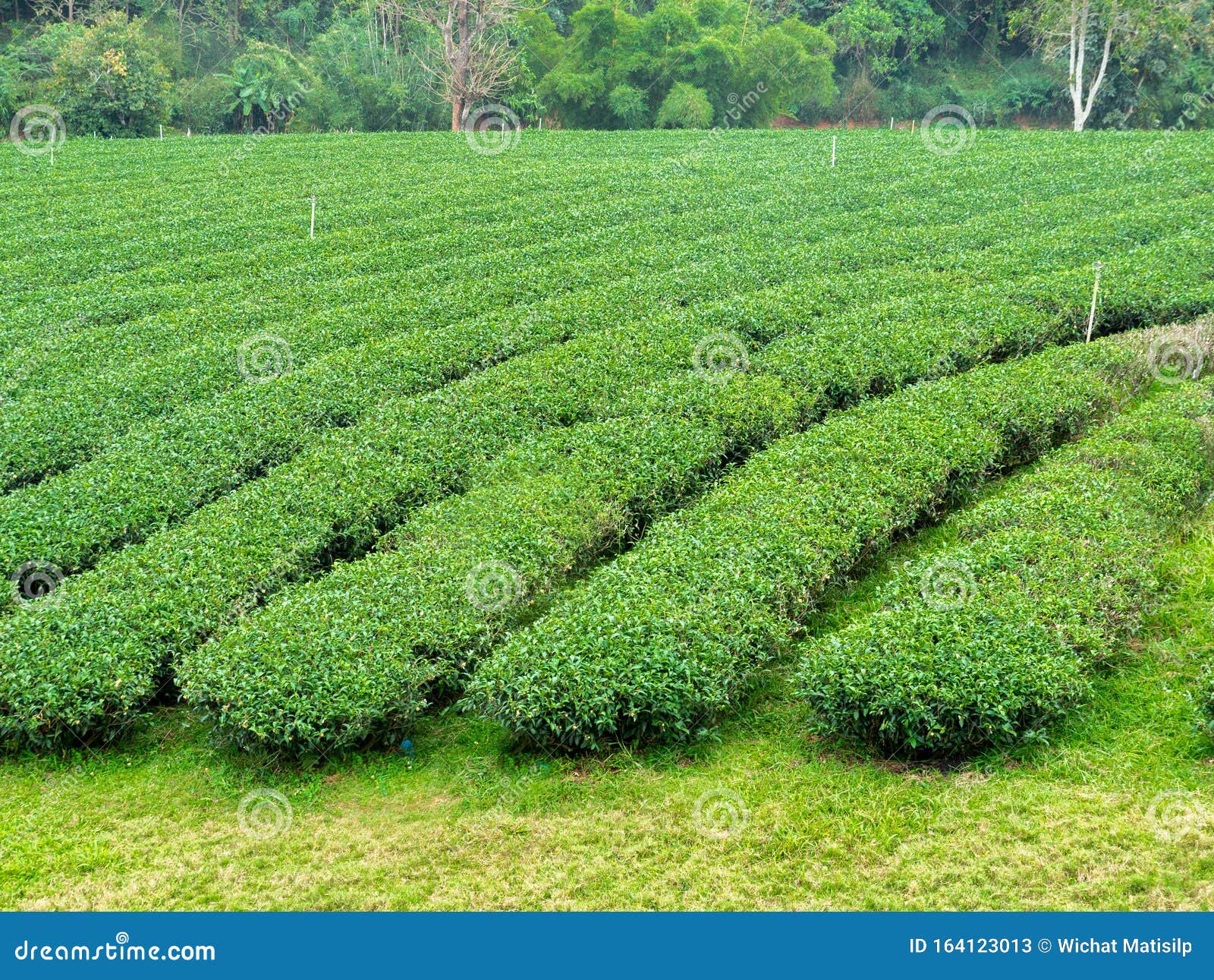 Field of Tea Plantation in a Row Stock Image - Image of ingredient ...