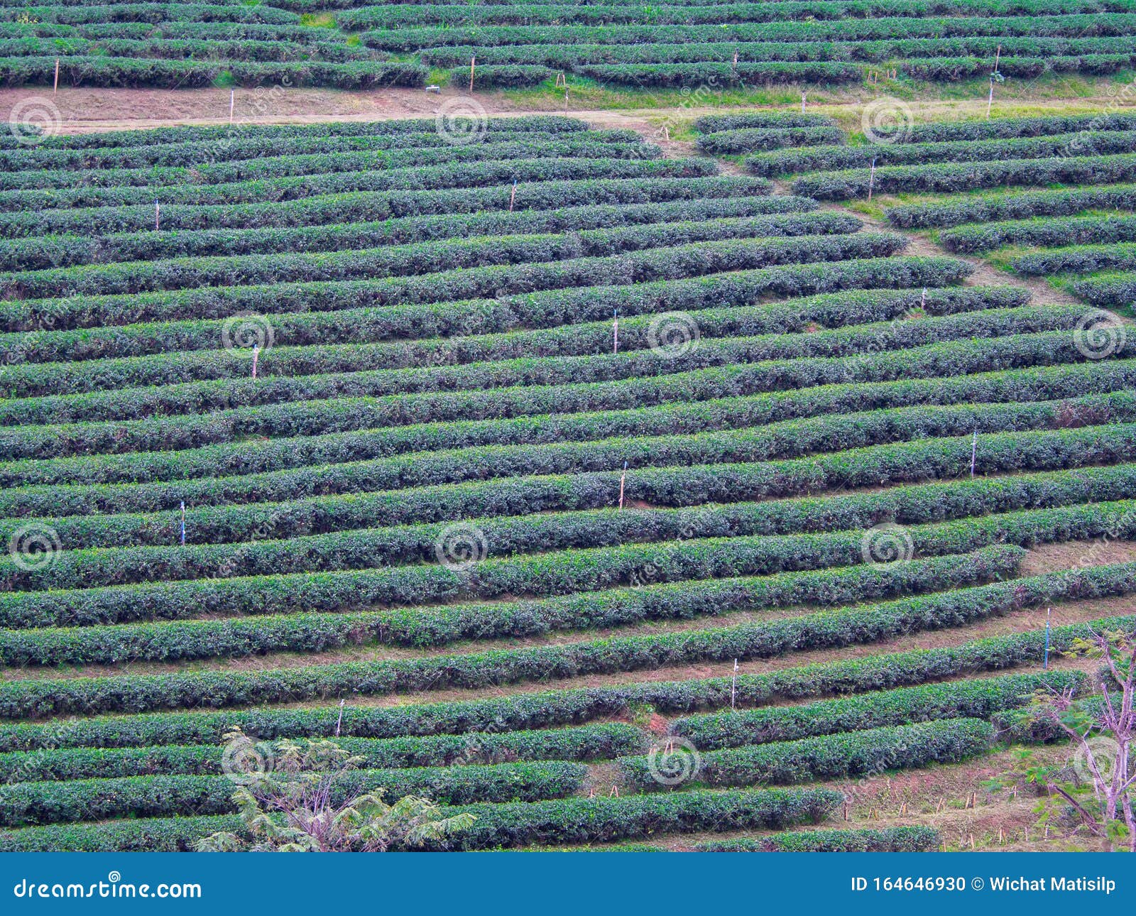 Field of Tea Plantation in a Row Stock Photo - Image of fresh, common ...