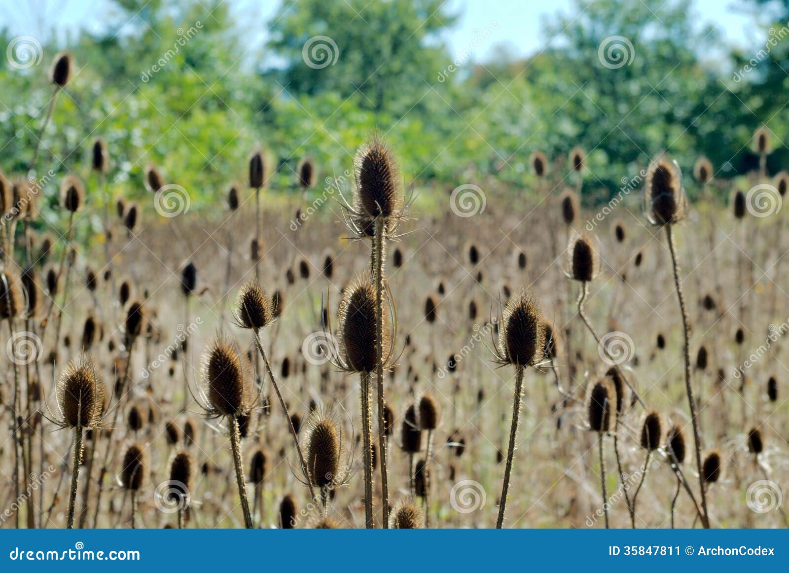 Field of teasel seed pods stock image. Image of life - 35847811