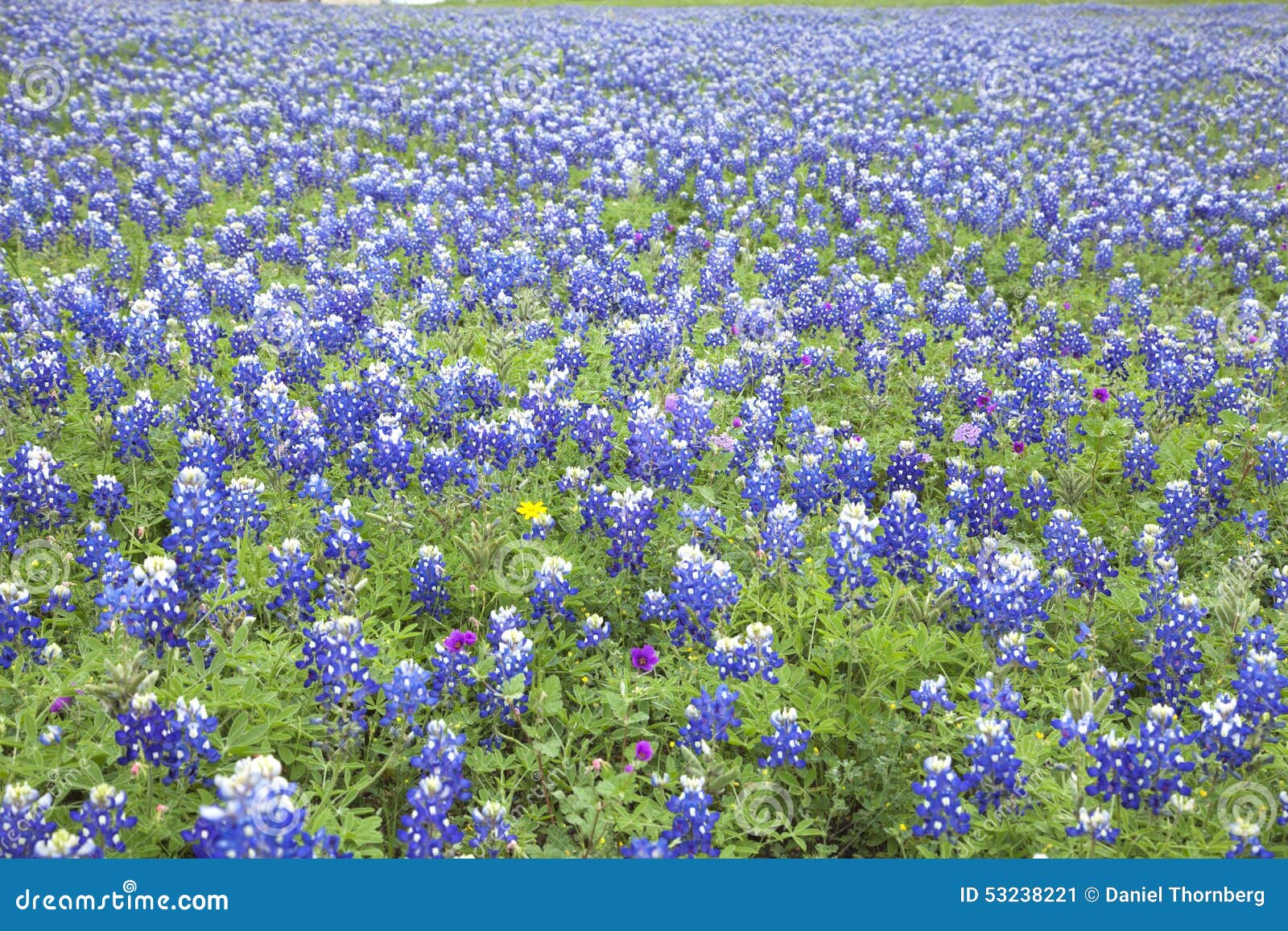 A Field of Texas Bluebonnets Stock Image - Image of texas, wildflowers ...