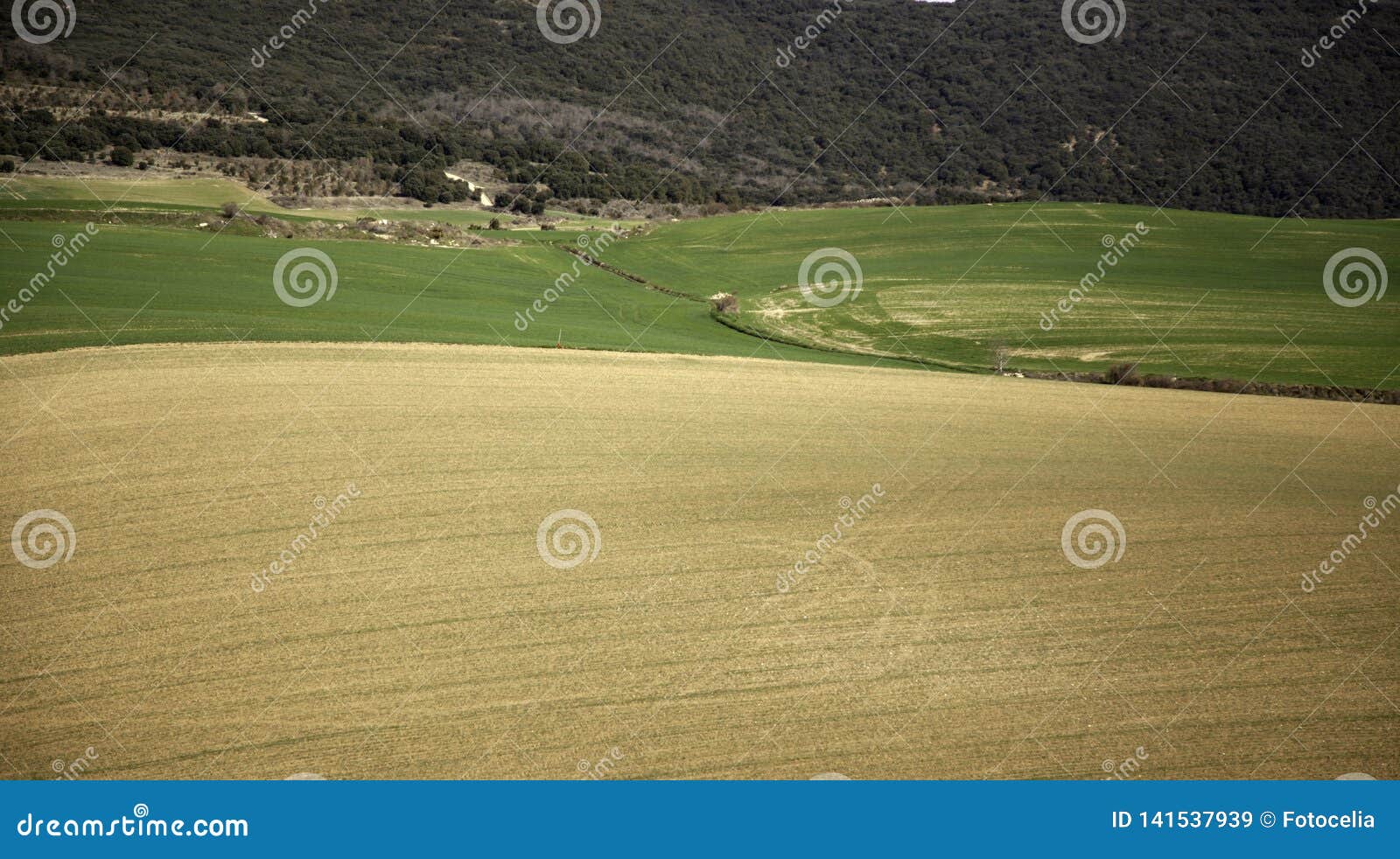 Field texture nature stock image. Image of cultivated - 141537939