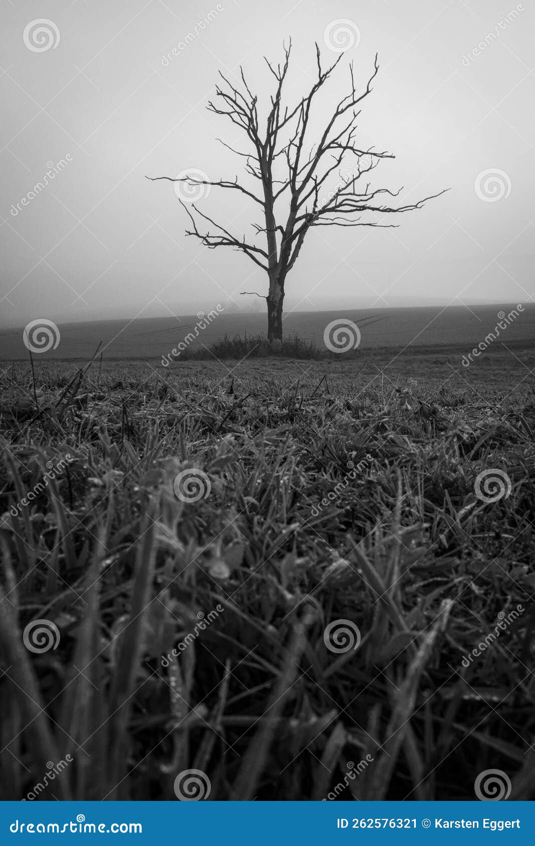 In a Field There is a Single Dead Tree .in a Field There is a Single ...