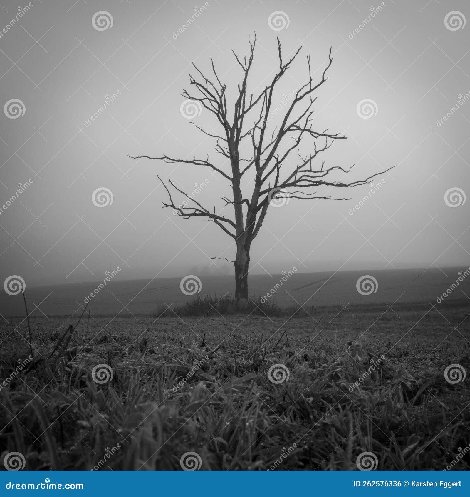 In a Field There is a Single Dead Tree .in a Field There is a Single ...