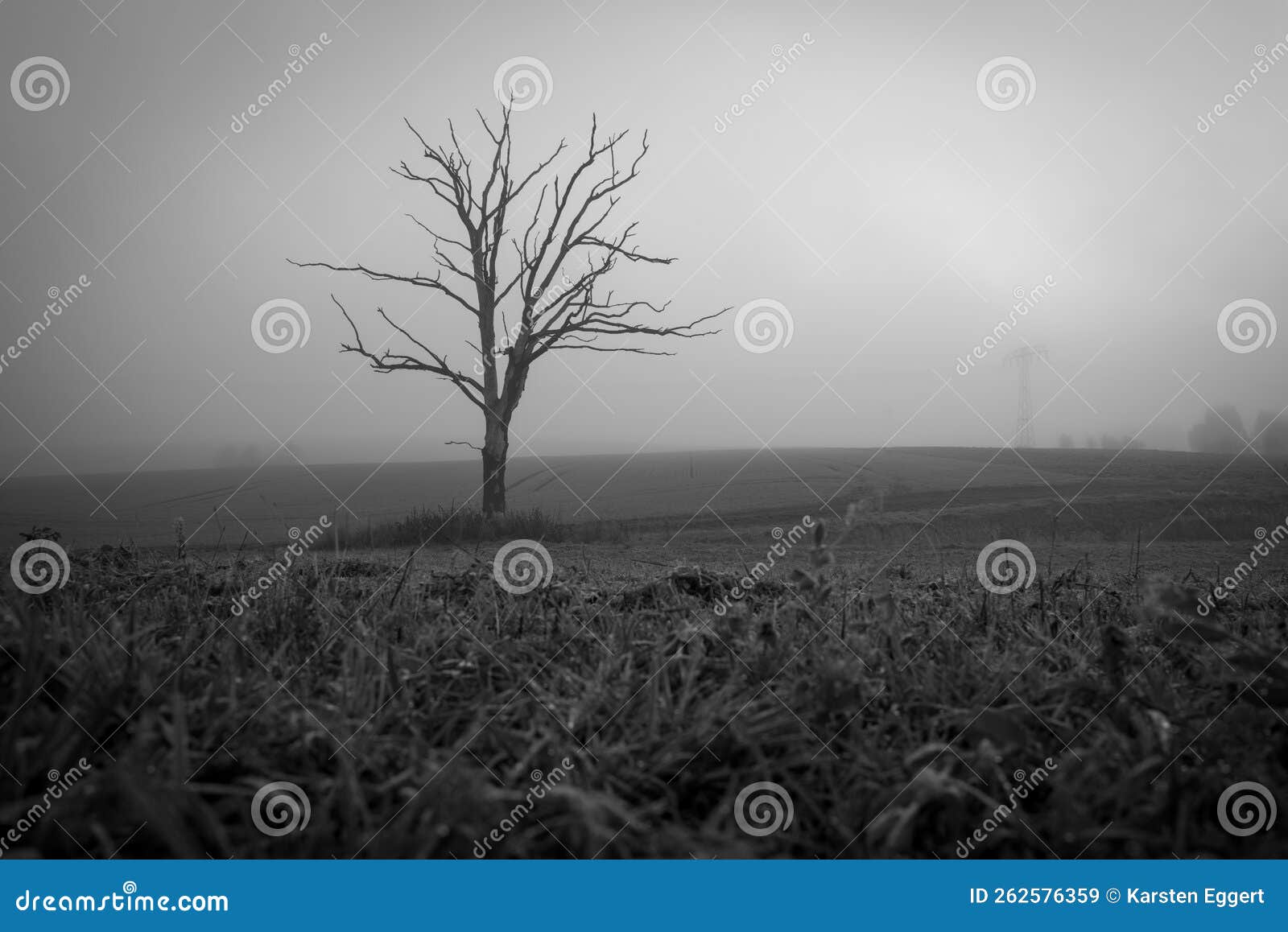 In a Field There is a Single Dead Tree .in a Field There is a Single ...