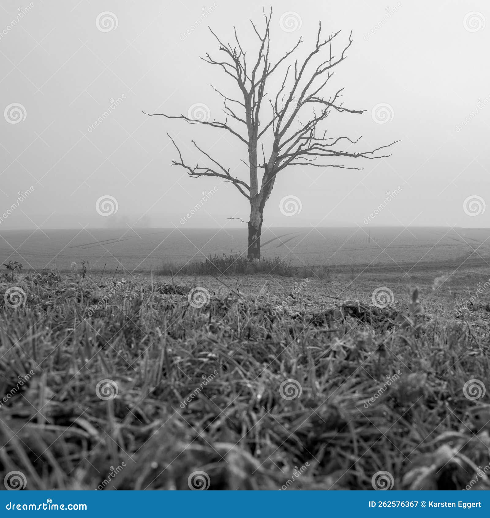 In a Field There is a Single Dead Tree .in a Field There is a Single ...
