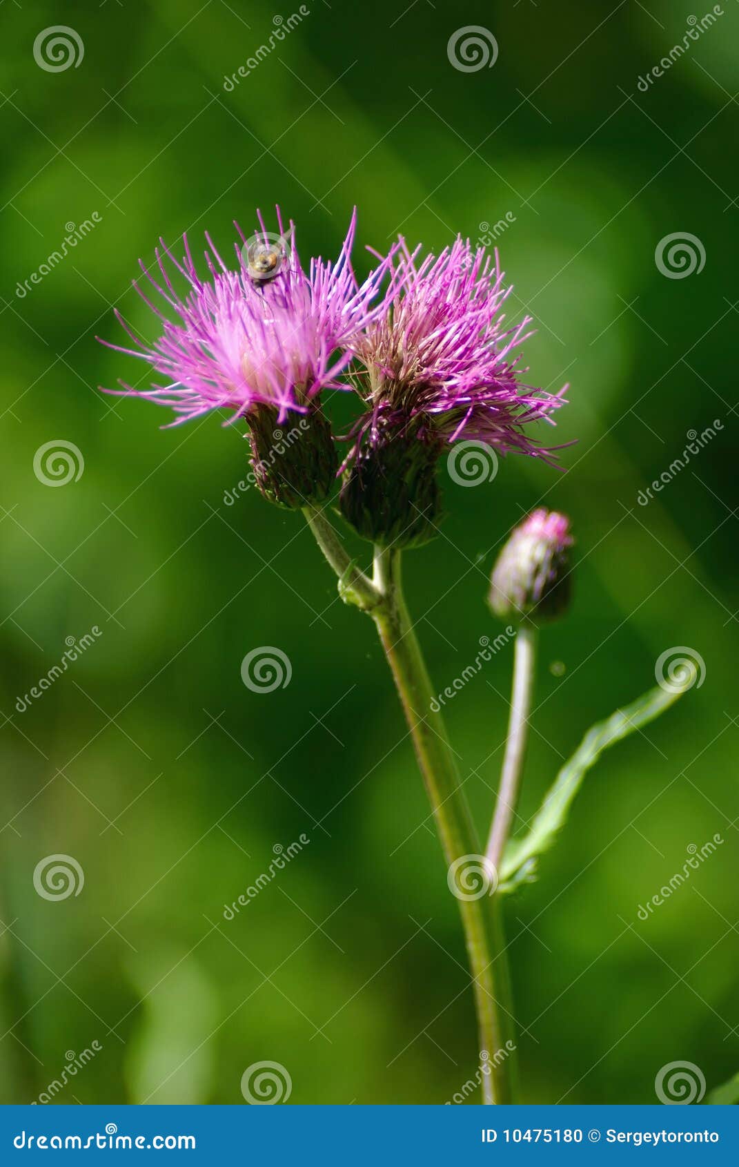Field Thistle (Cirsium Heterophyllum) Stock Photo - Image of purple ...