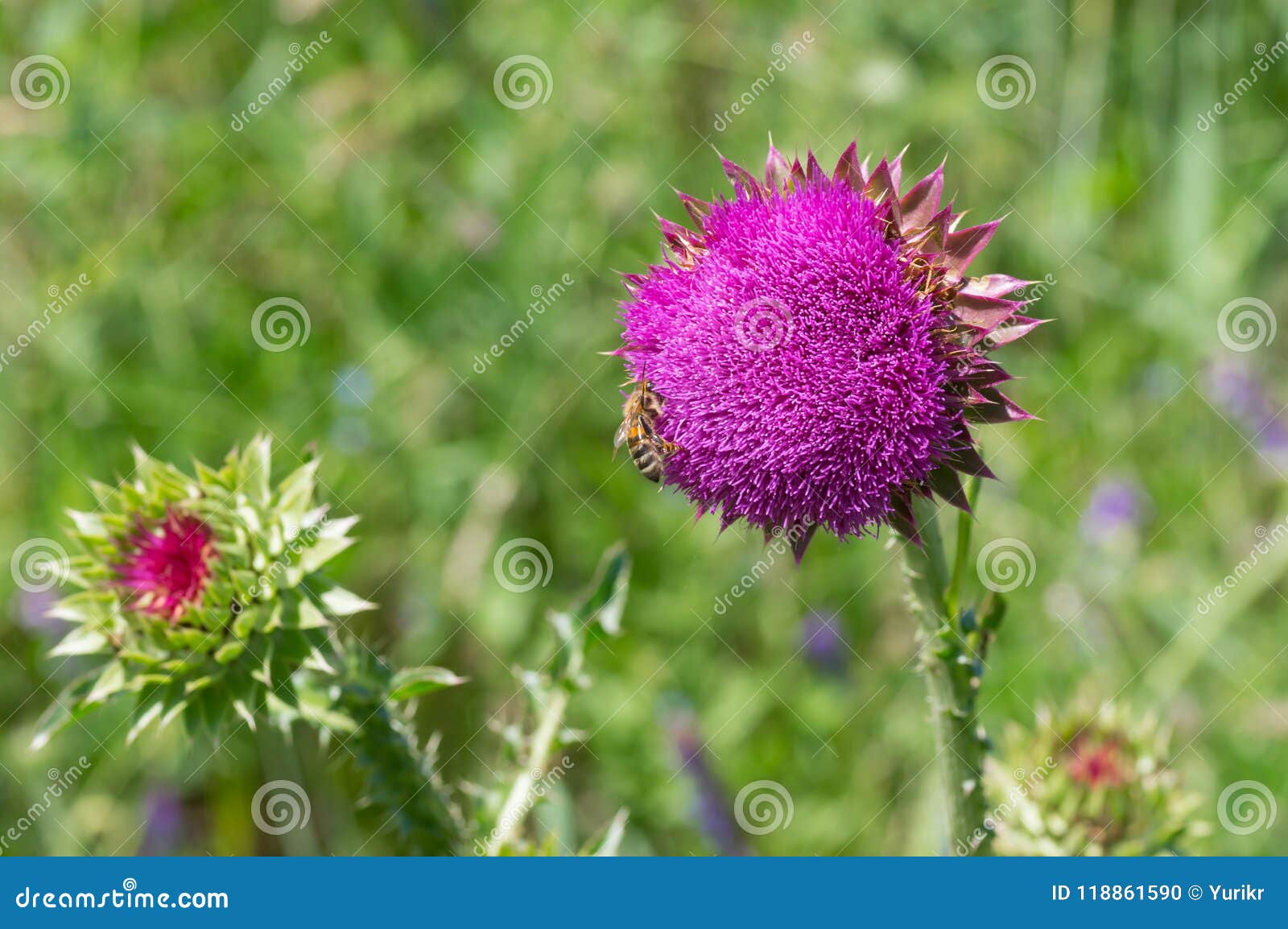 Field of Thistle at Start of Flowering Time Stock Photo - Image of ...