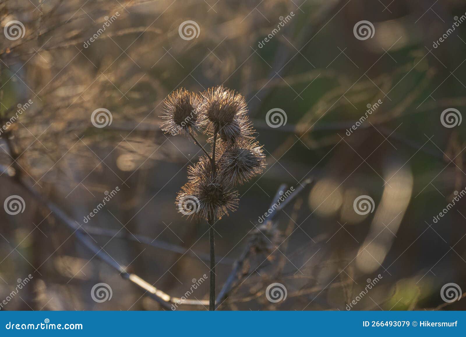 Field Thistle, with Withered Flowers Pappus Bristles in Spring Stock ...
