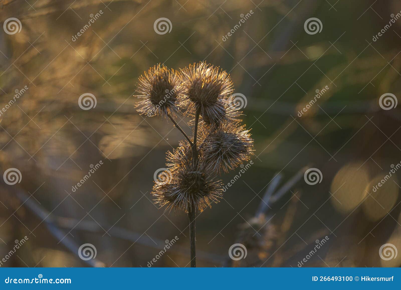 Field Thistle, with Withered Flowers Pappus Bristles in Spring Stock ...