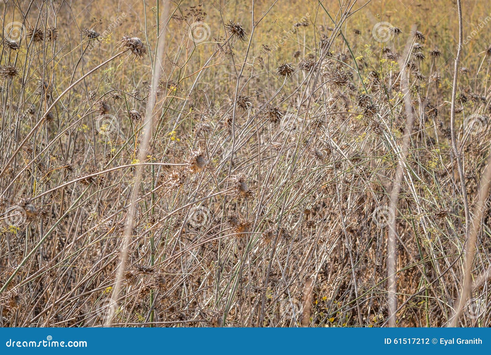 Field of Thorns stock photo. Image of land, grass, eryngium - 61517212
