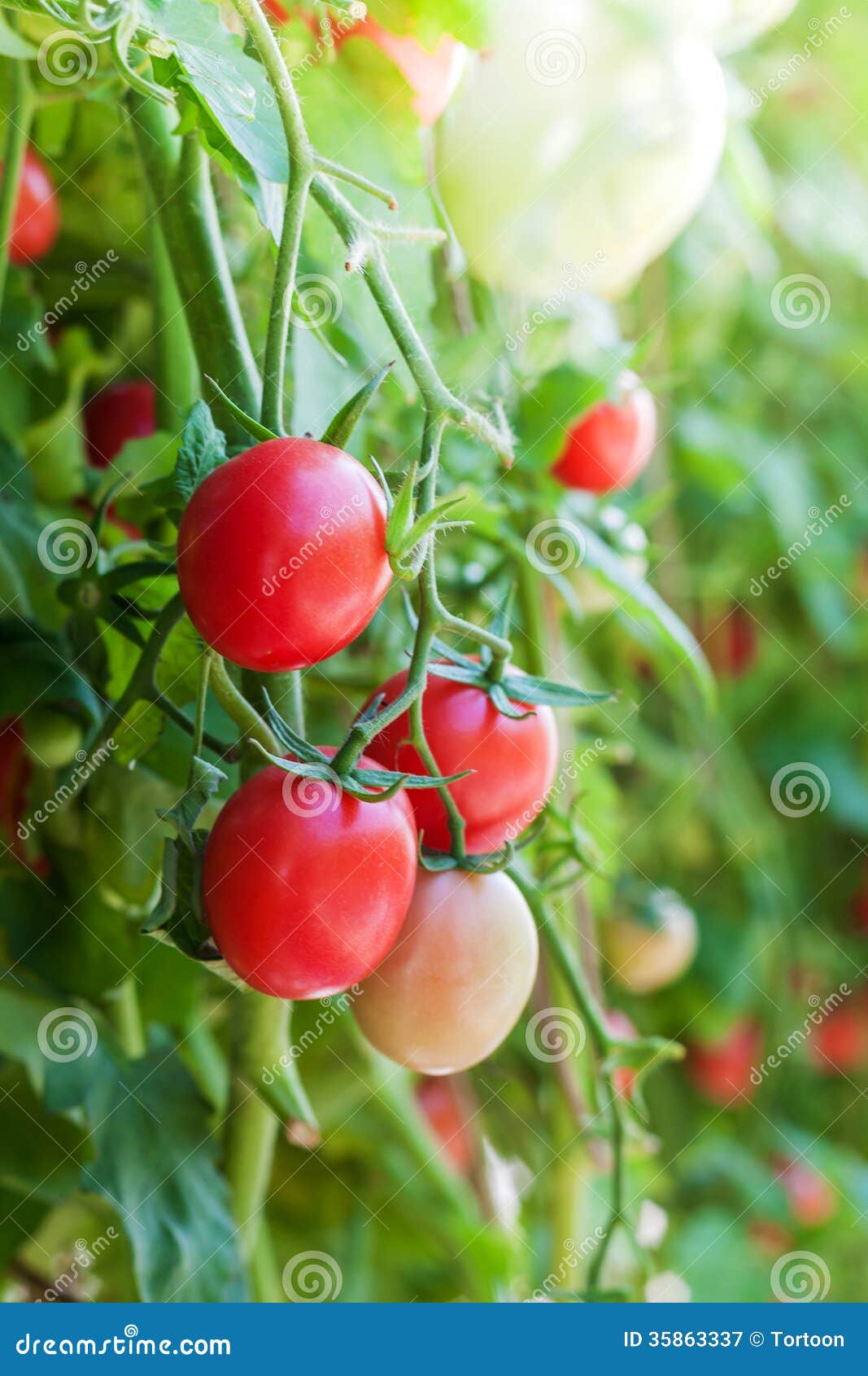 Field tomato and sunshine stock image. Image of ecological - 35863337