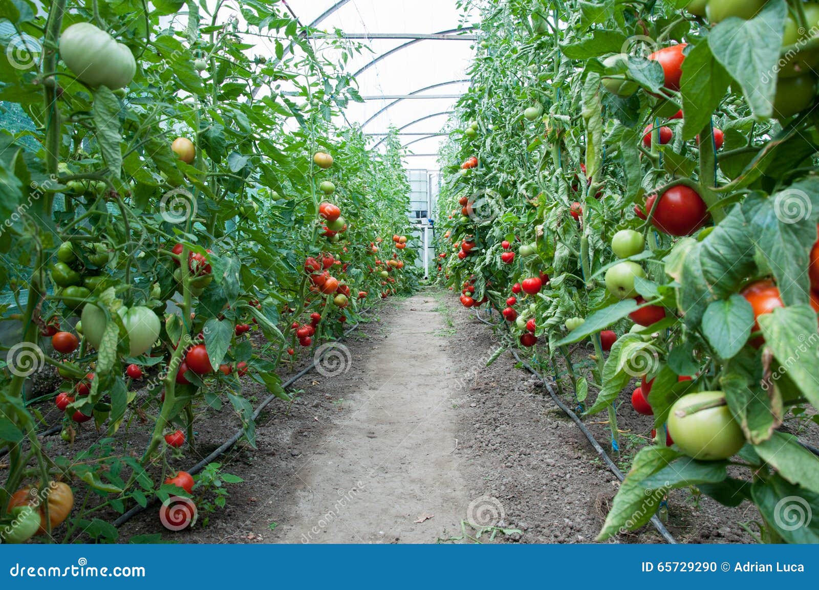 Field of tomatoes stock photo. Image of tomatoes, salad - 65729290