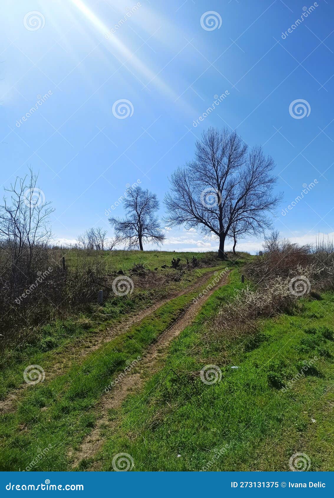 Field Trail Next To Bare Trees in Early Spring Stock Image - Image of ...