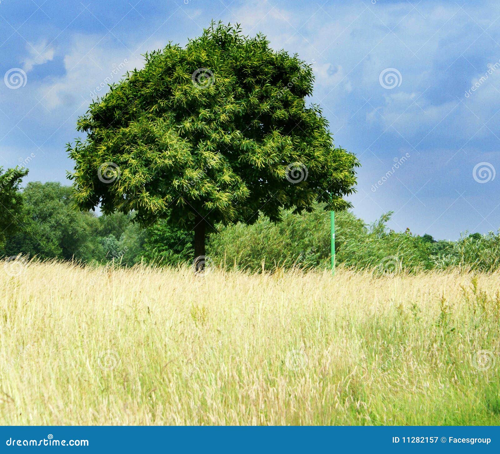 Field with tree stock image. Image of blue, outdoor, leaves - 11282157