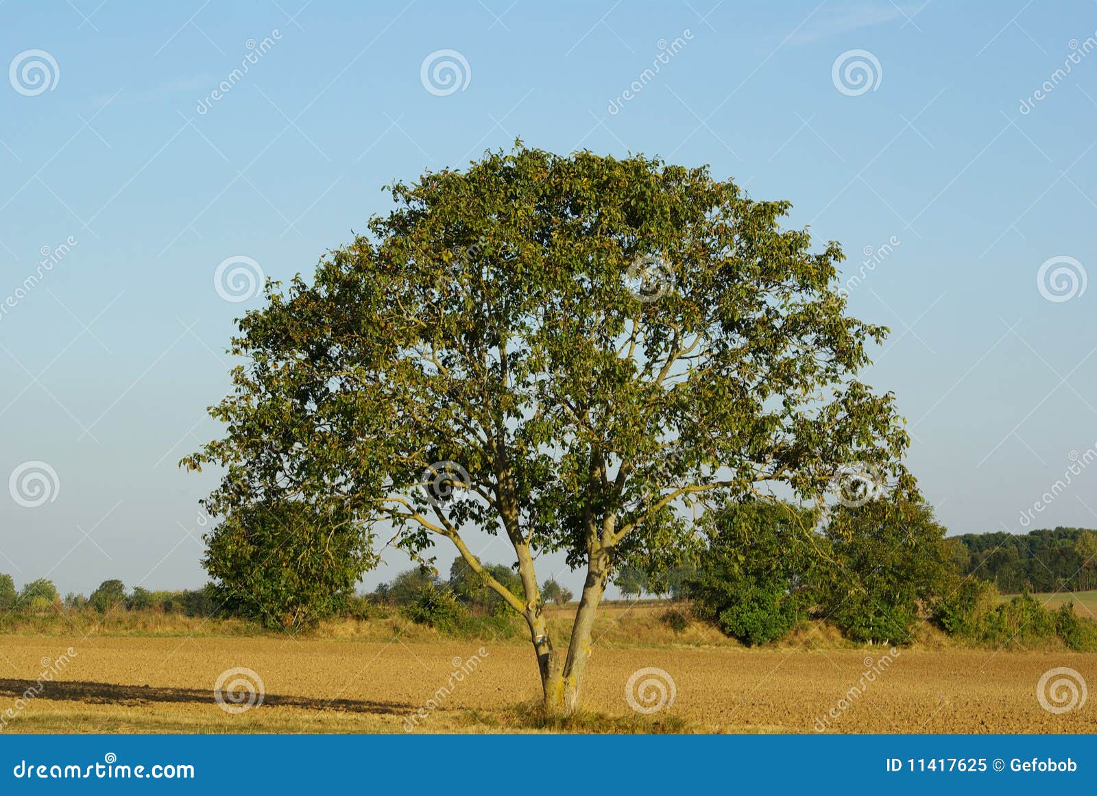 Field tree stock image. Image of cultivation, tree, season - 11417625