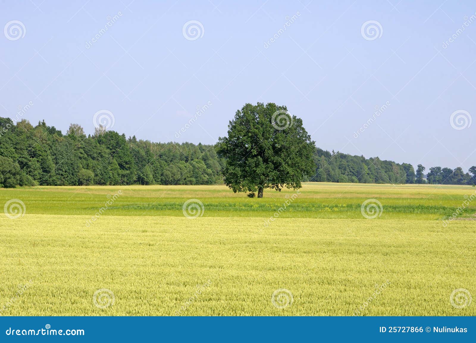 Field with tree stock photo. Image of landscape, rural - 25727866