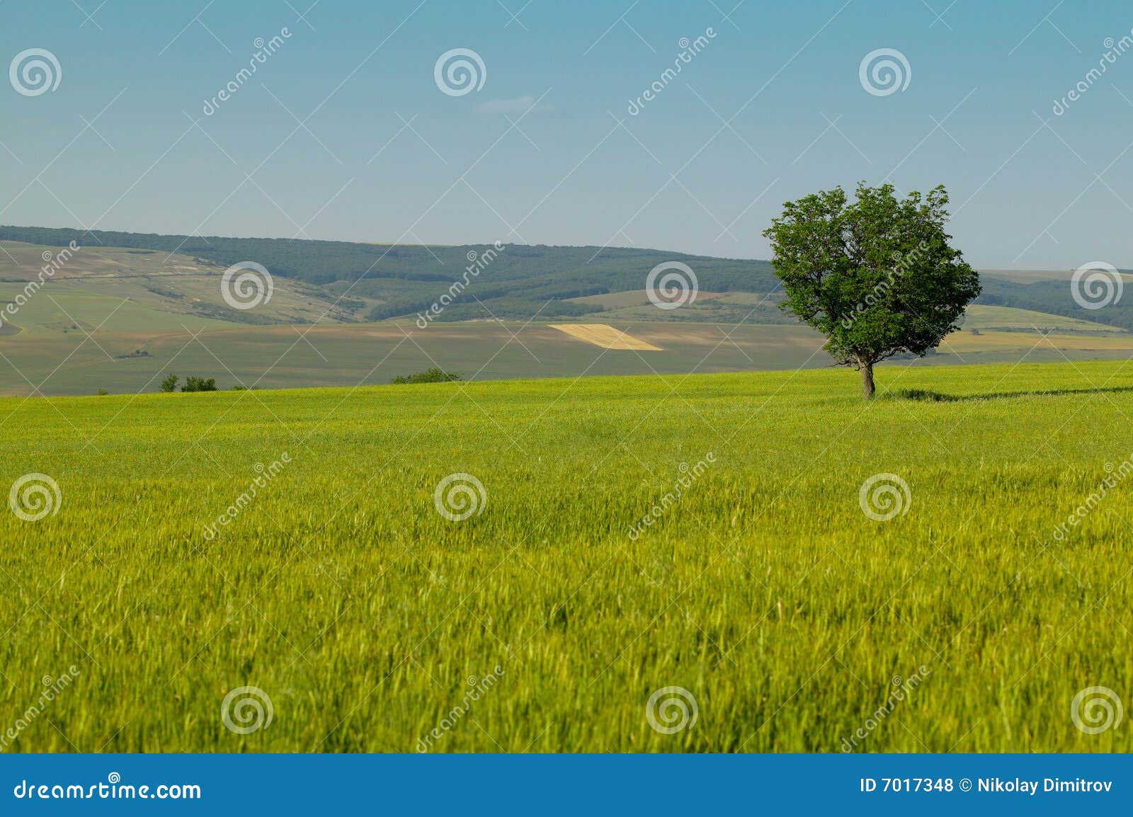 Field and tree stock photo. Image of countryside, crops - 7017348