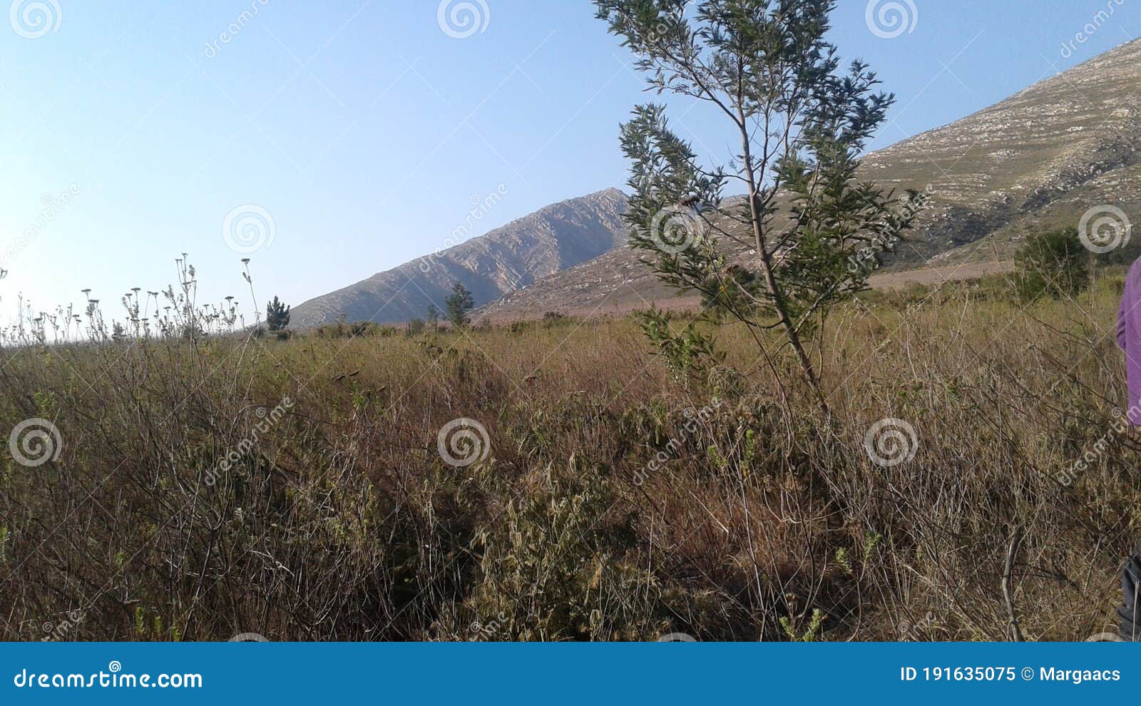 Field with Tree and Mountain Stock Image - Image of hike, field: 191635075