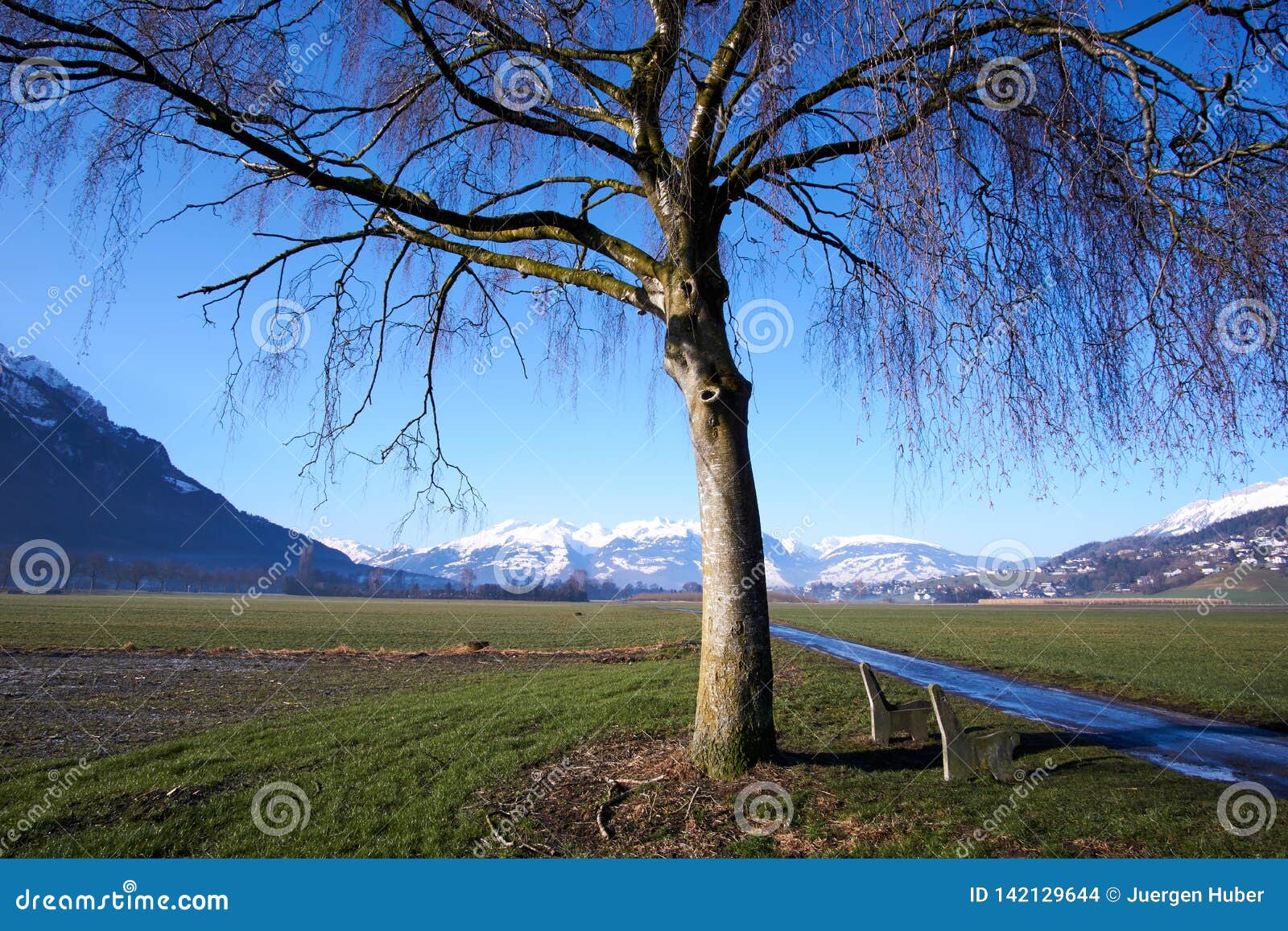 Field with Tree and Mountains with Snow Stock Photo - Image of golden ...