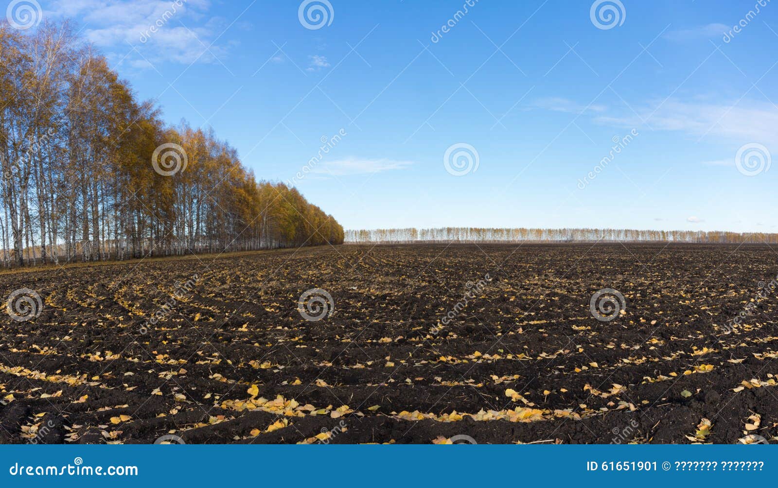 Field, Tree Planting and Road. Stock Image - Image of trees, leaf: 61651901