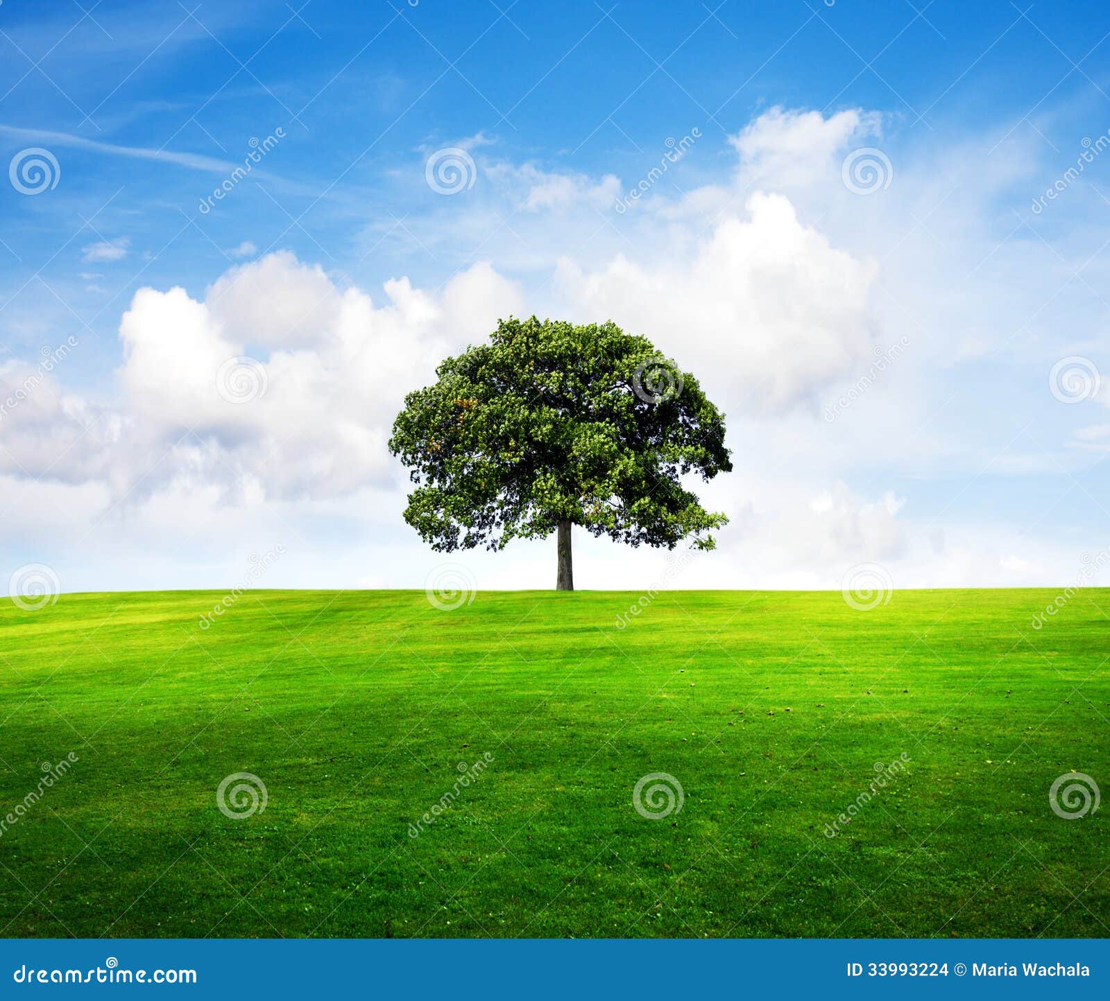 Field,tree and sky stock photo. Image of copy, meadow - 33993224