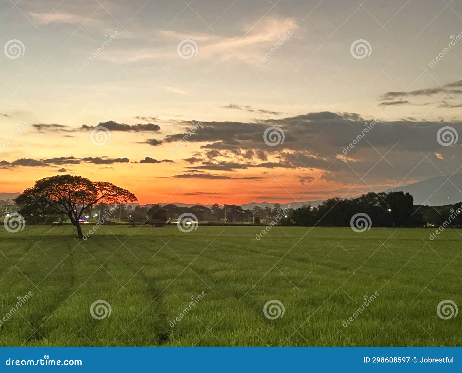 Field, Tree and Sky or Paddy Field Stock Image - Image of view, sunrise ...