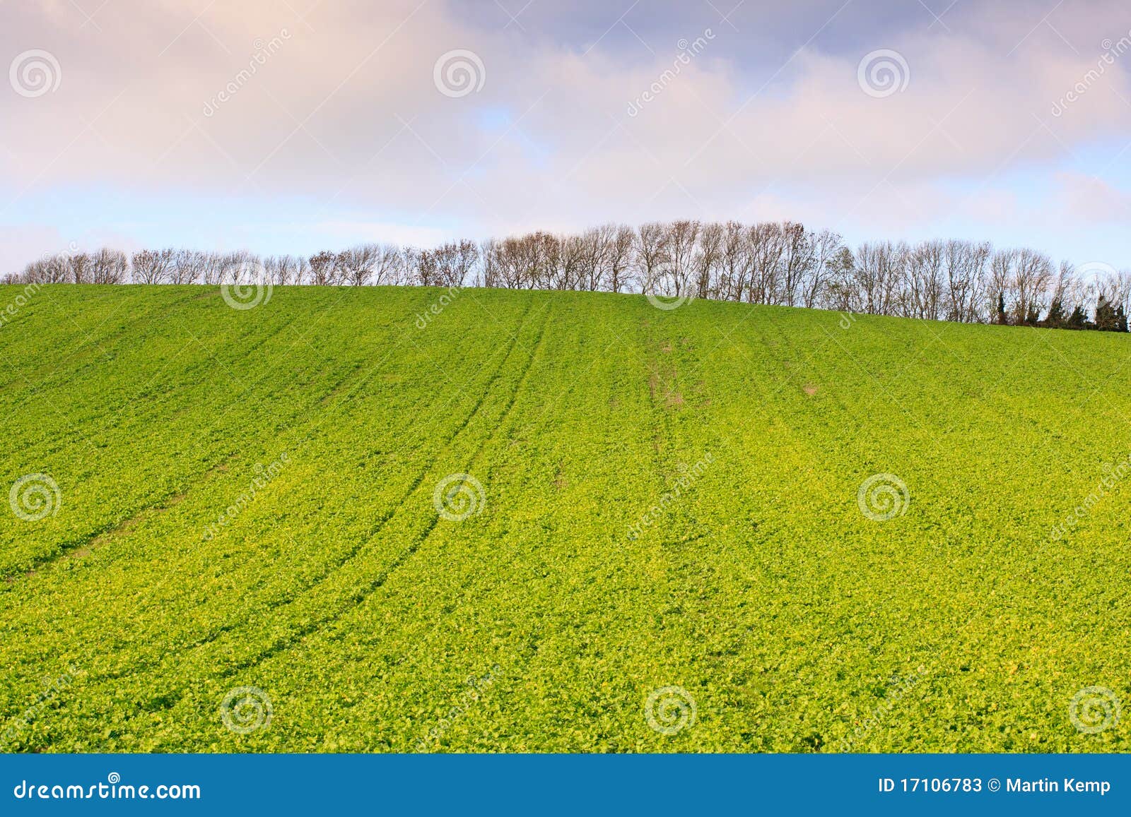 Field with Trees stock image. Image of outdoor, plants - 17106783