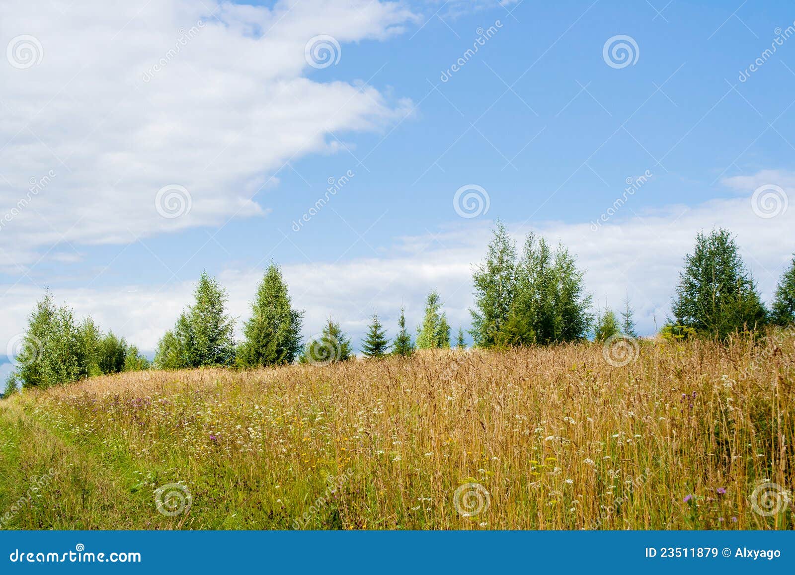 Field and trees stock image. Image of backgrounds, beauty - 23511879
