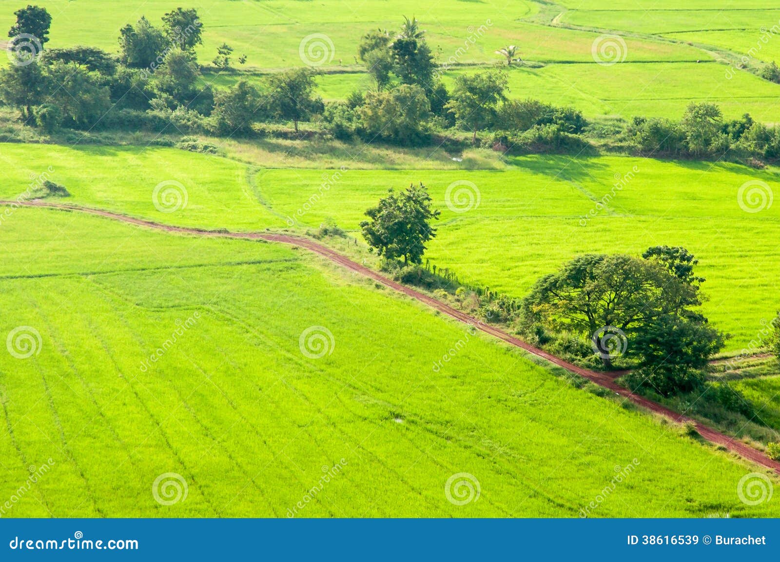 Field and trees stock image. Image of blue, flora, forest - 38616539