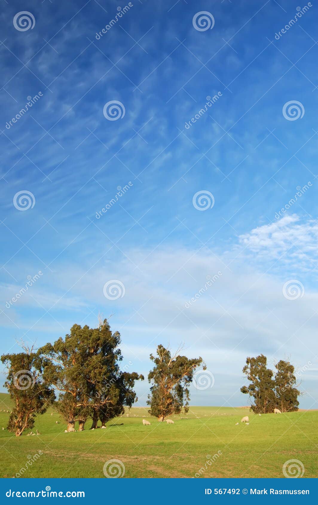Field and trees stock photo. Image of spring, grass, clouds - 567492