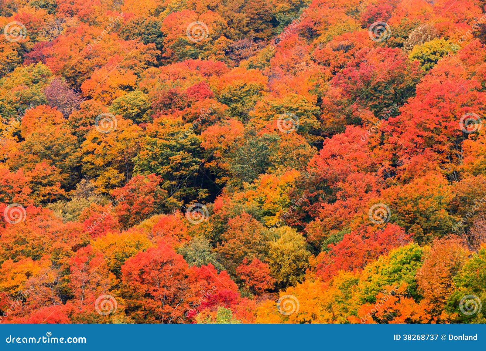 Field of Trees from Above during Fall Foliage. Stock Image - Image of ...