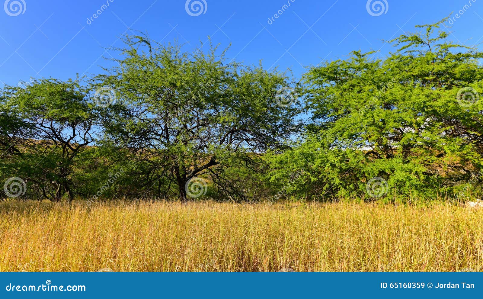 Field and Trees in Diamond Head State Park in Oahu Stock Image - Image ...