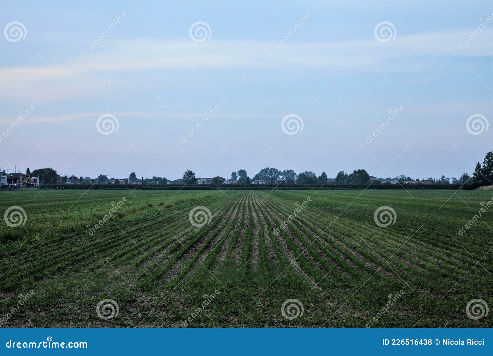 Field with Trees in the Distance at Sunset Stock Photo - Image of ...