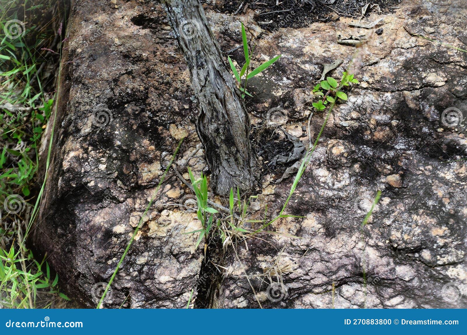 Trunk of a Tree Growing in the Middle of the Rock Stock Photo - Image ...