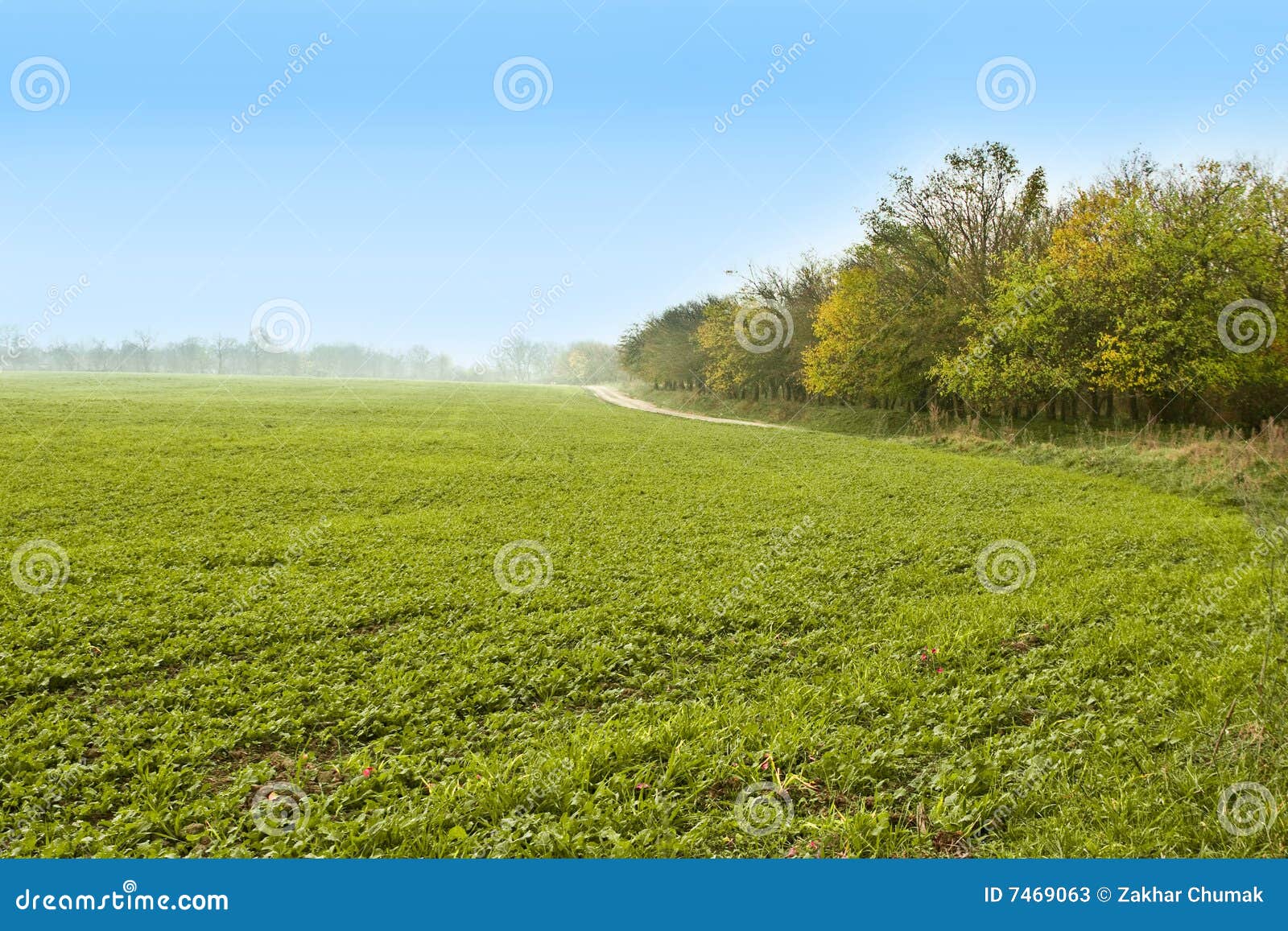 Field and trees in mist stock image. Image of paradise - 7469063