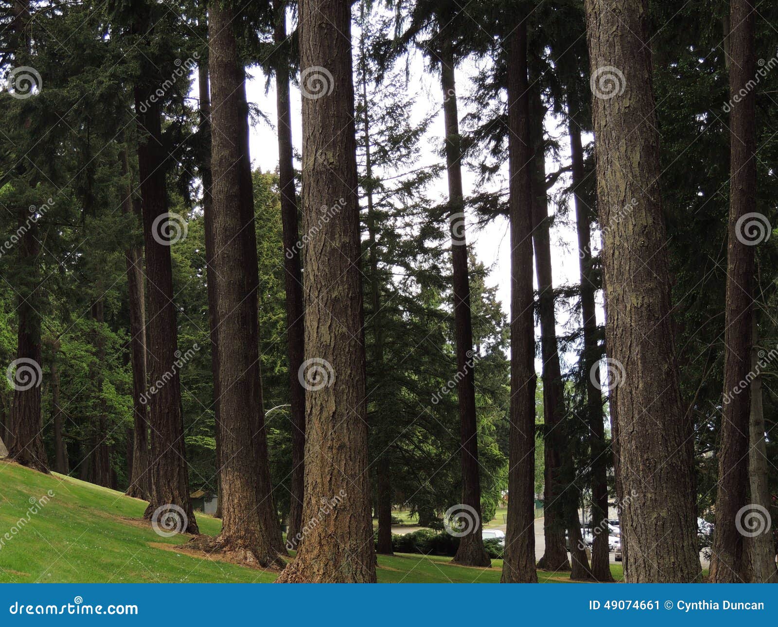 Field of trees stock image. Image of park, trees, hill - 49074661