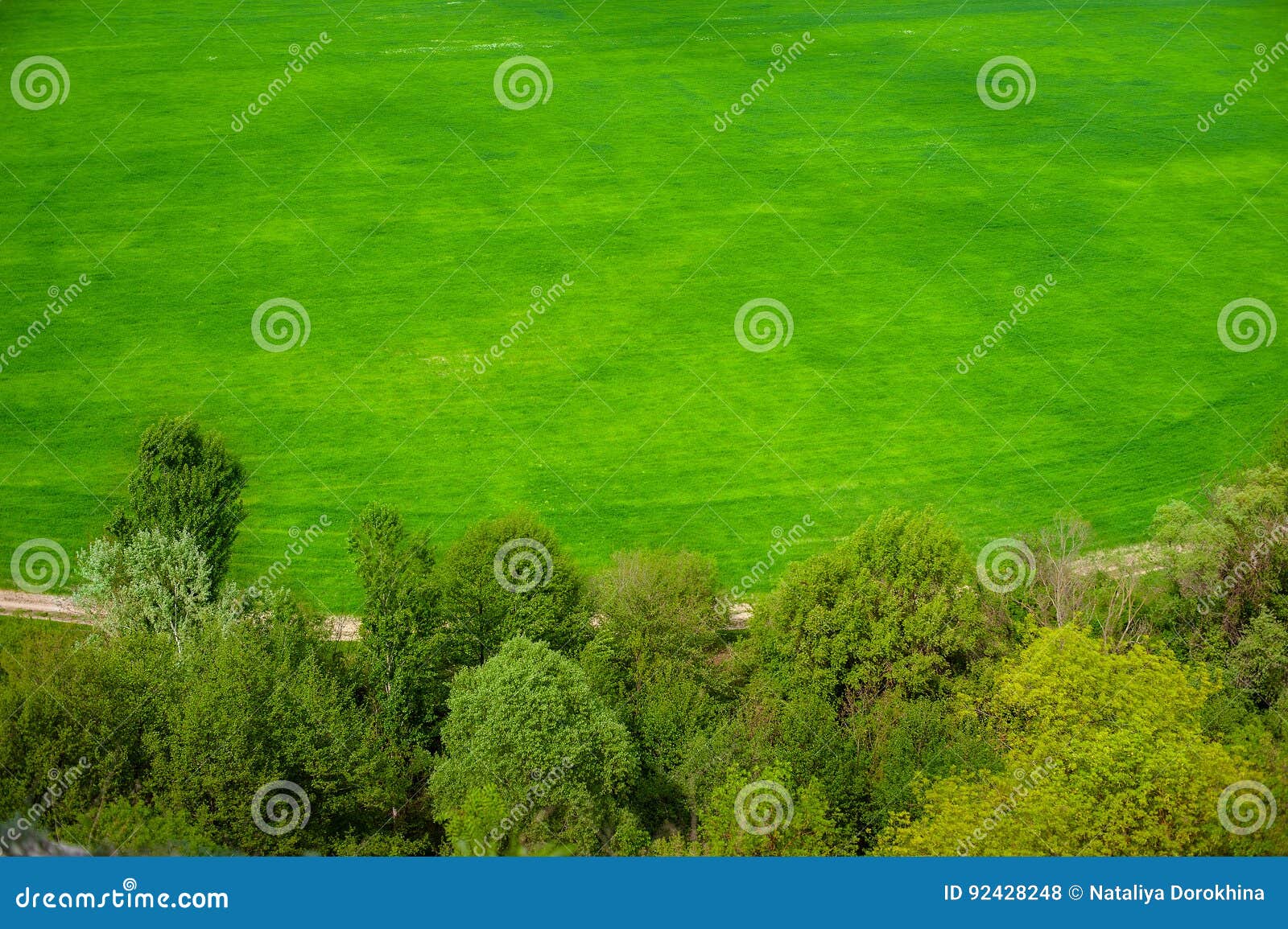 Field, Trees. Park View of Green Grass in the Foreground and Trees in ...