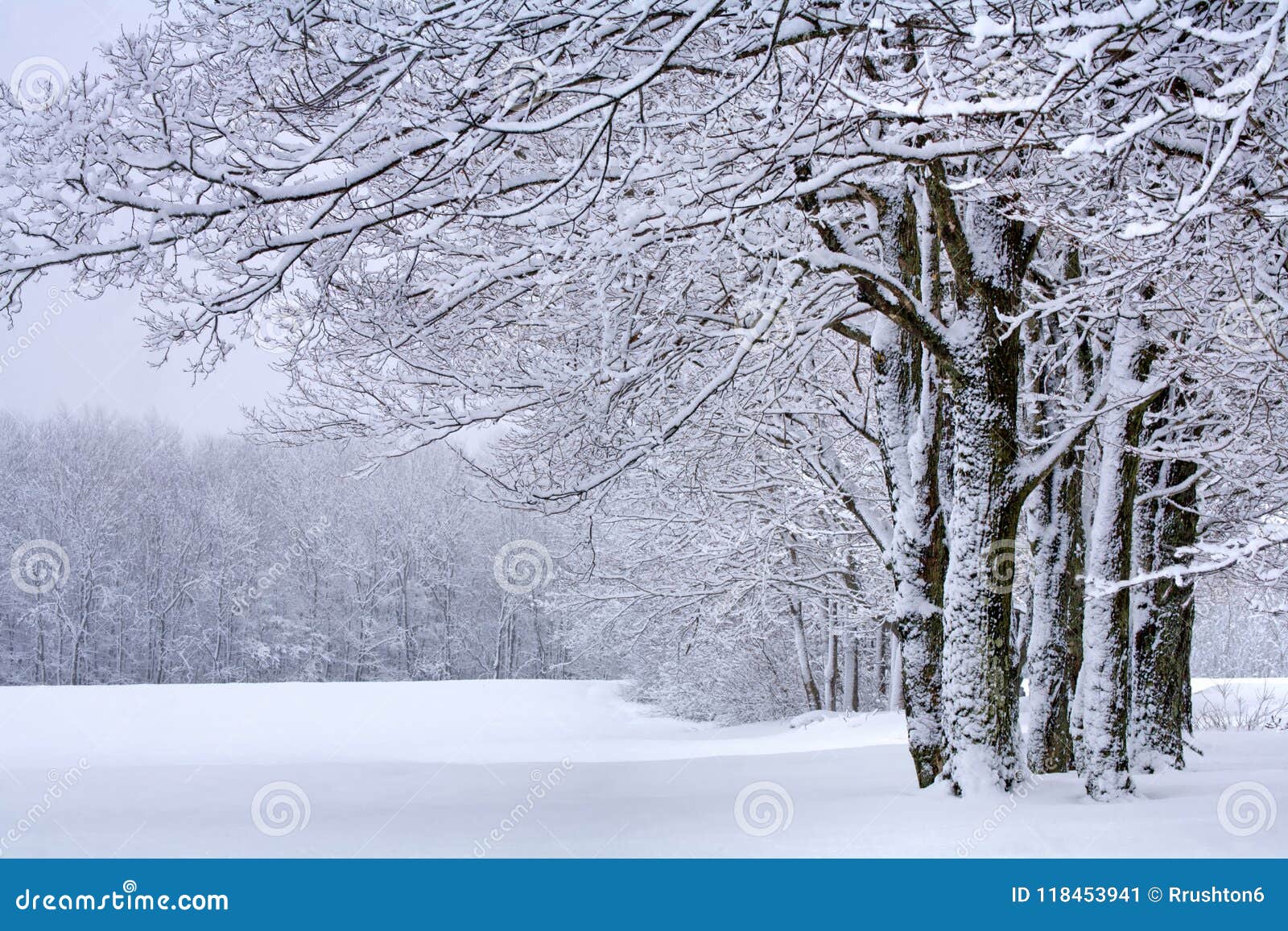 Field and Trees in the Snow Stock Image - Image of storm, space: 118453941