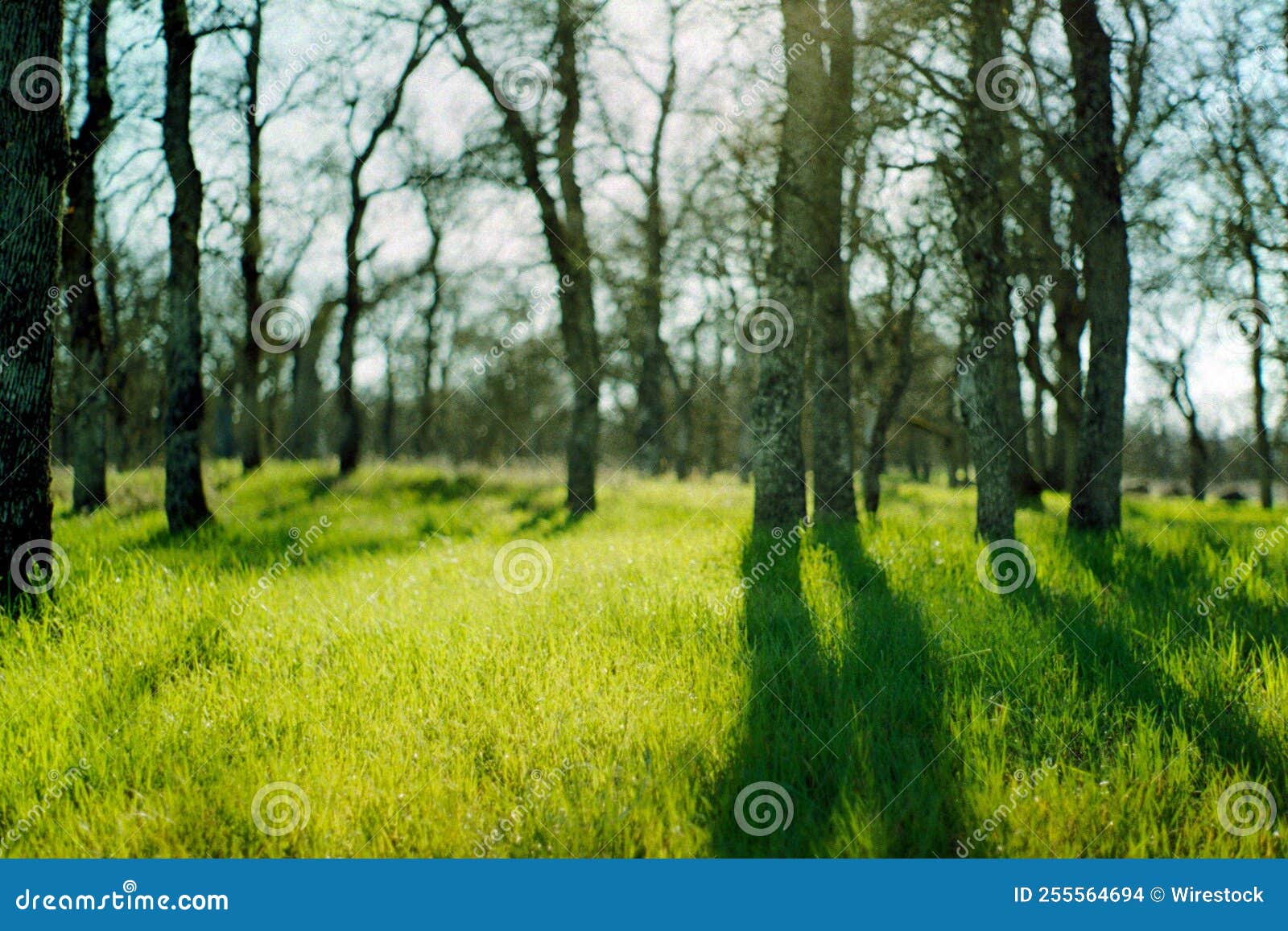 Field with Trees on a Sunny Day Stock Photo - Image of landscape ...