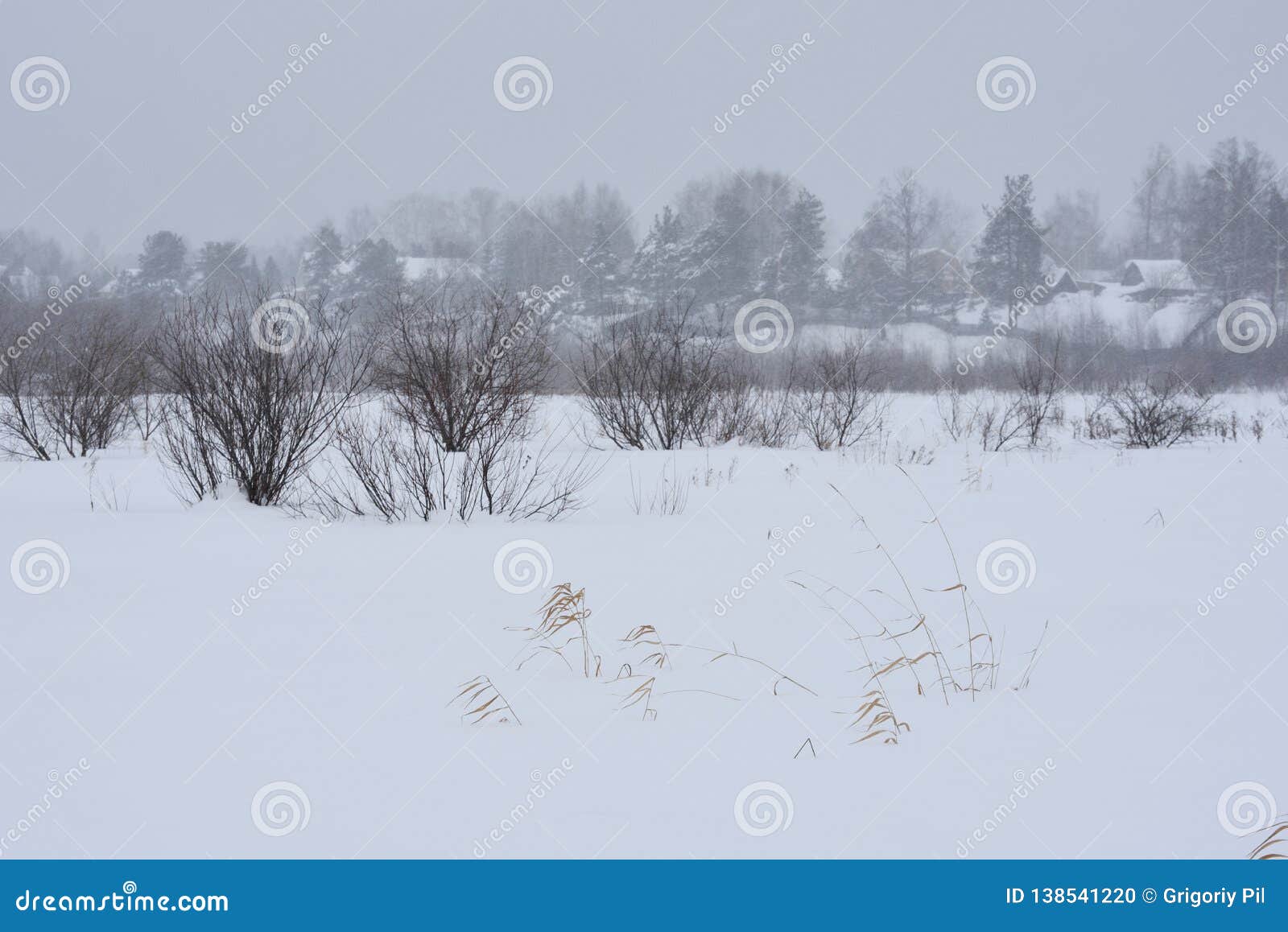 Field trees in winter stock photo. Image of howling - 138541220