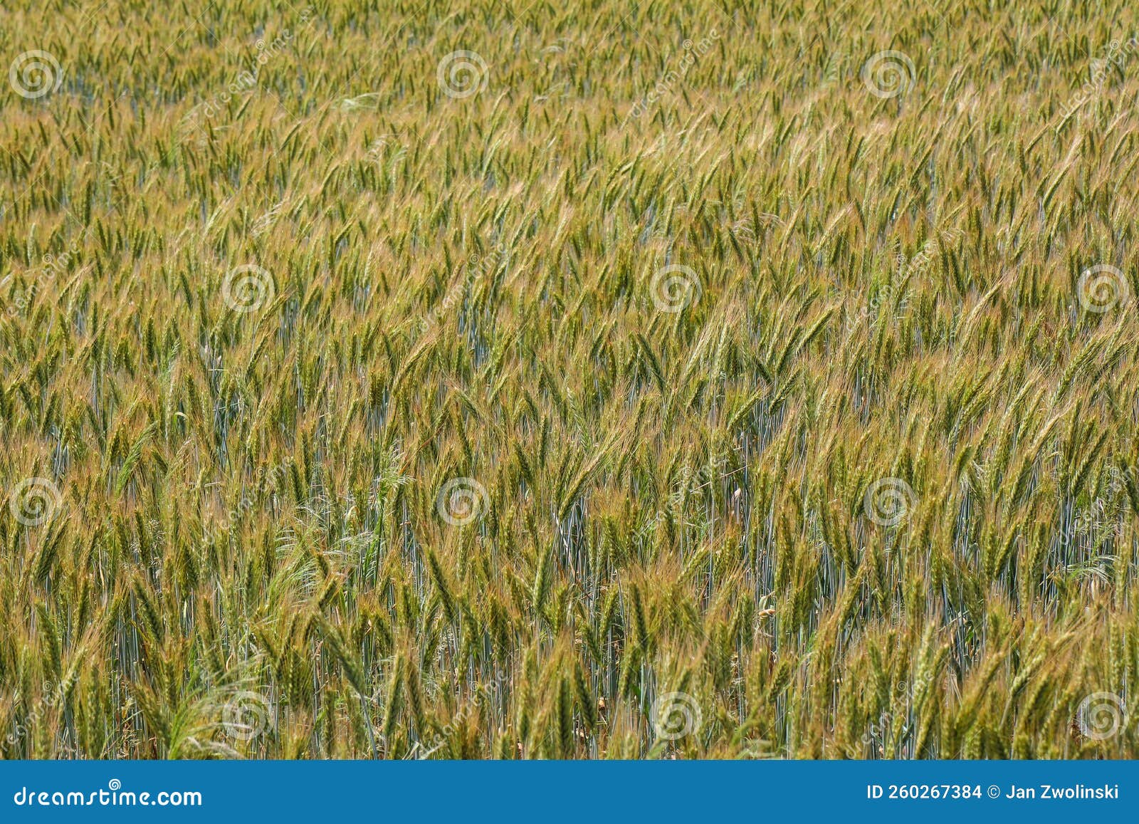 Field of triticale stock photo. Image of forage, agronomy - 260267384