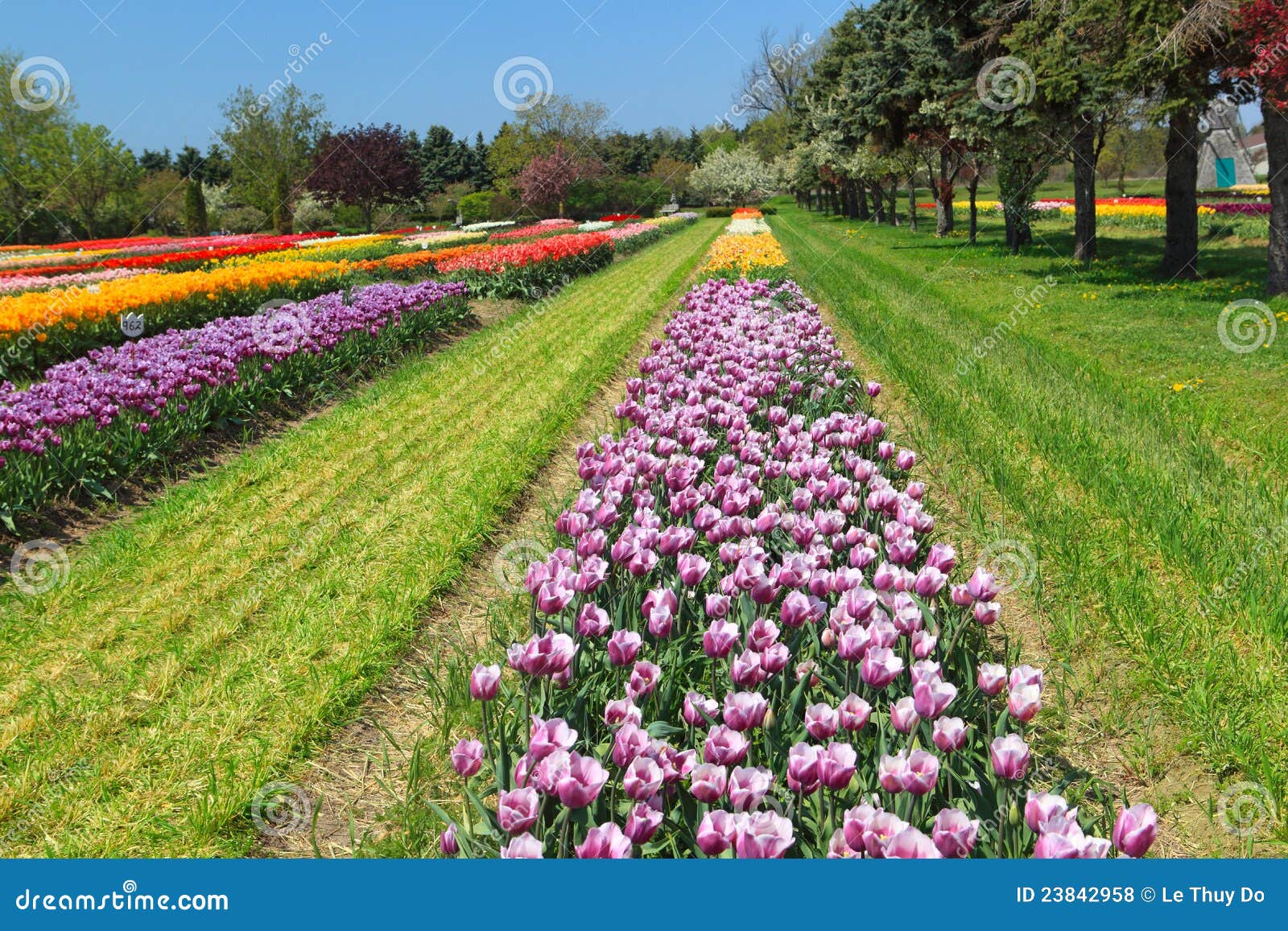 Field of Tulips stock photo. Image of outdoor, green - 23842958