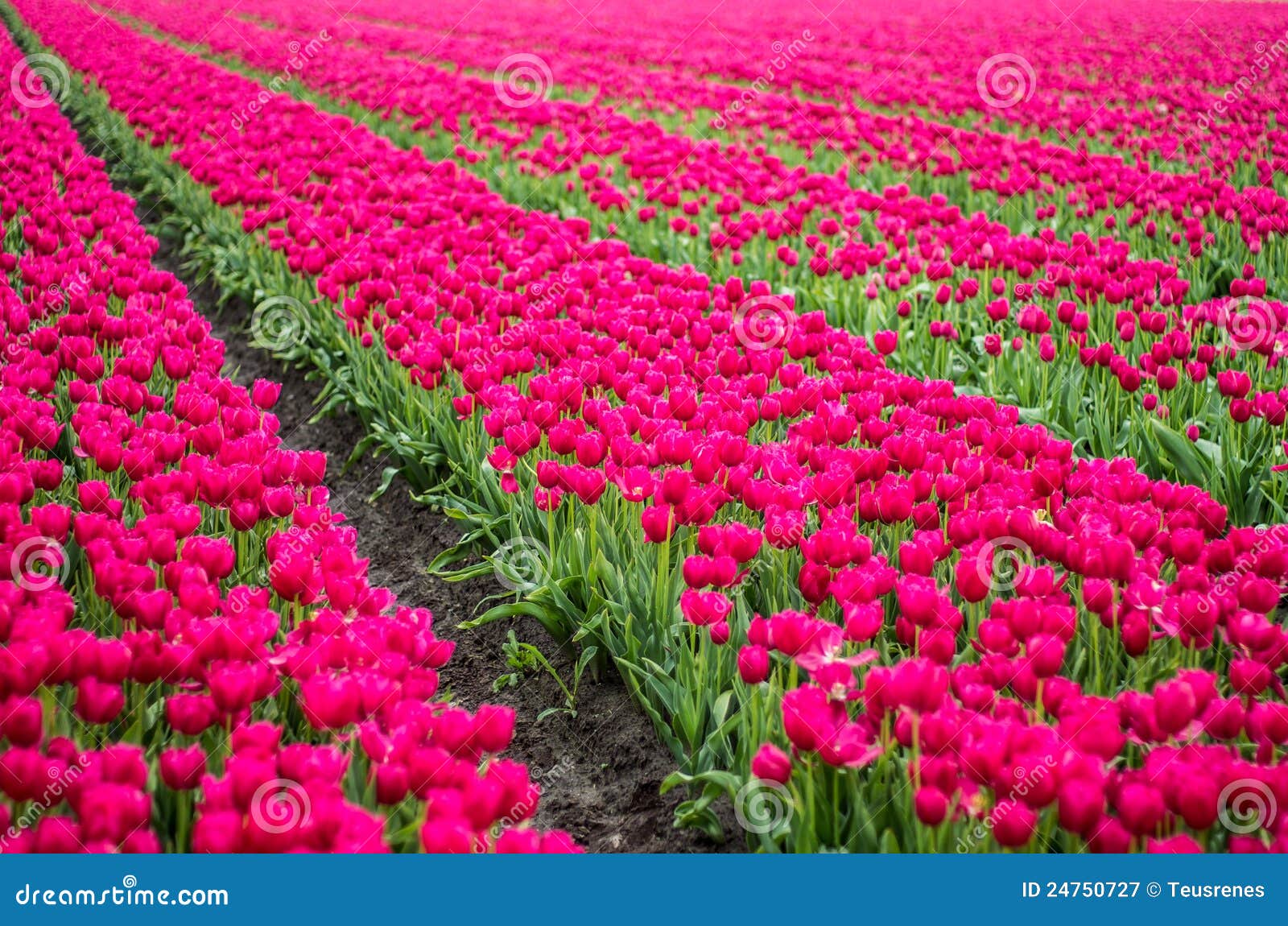 Field of Tulips stock image. Image of dutch, flora, colorful - 24750727