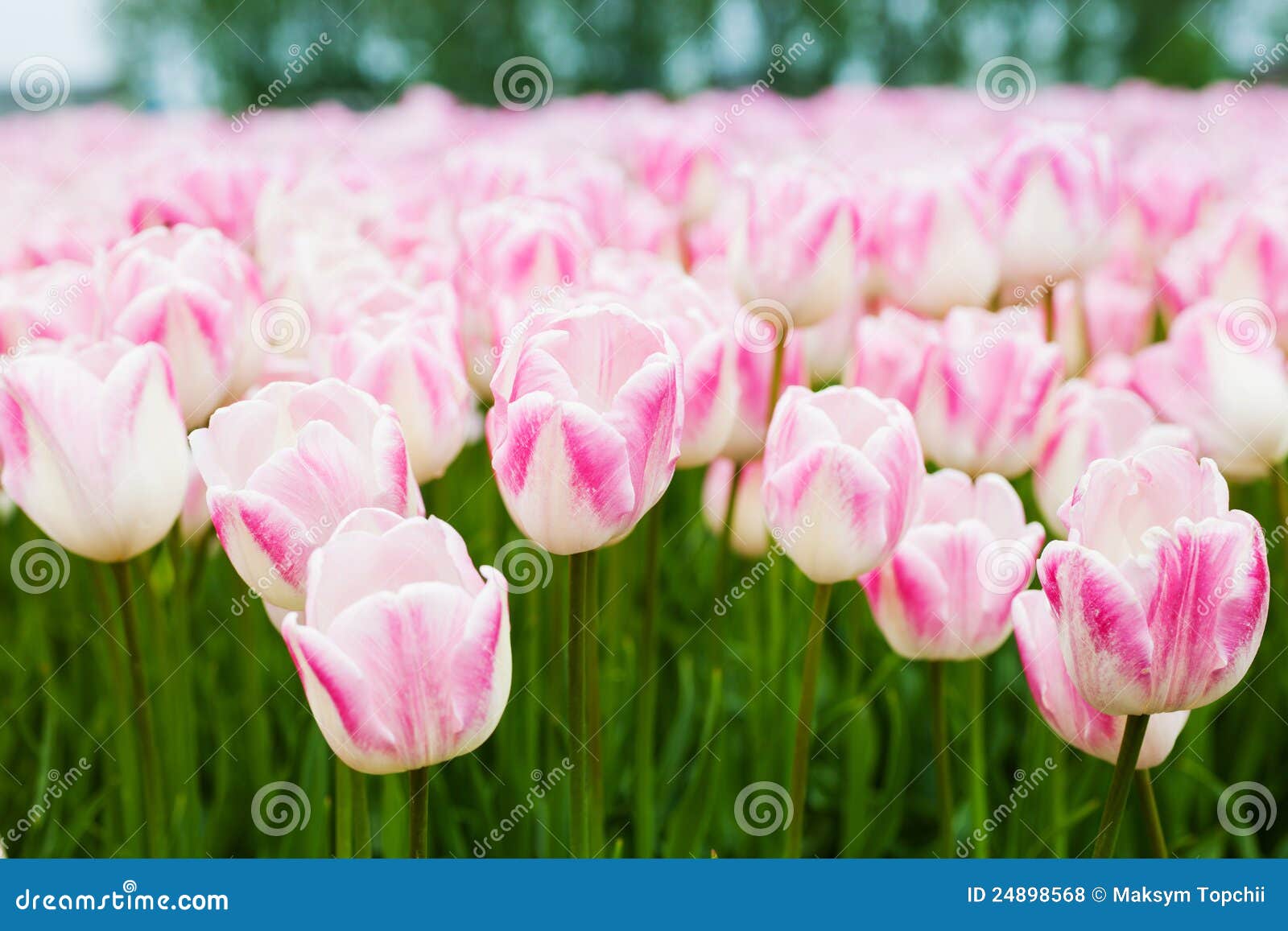 Field of tulips stock photo. Image of export, delightful - 24898568